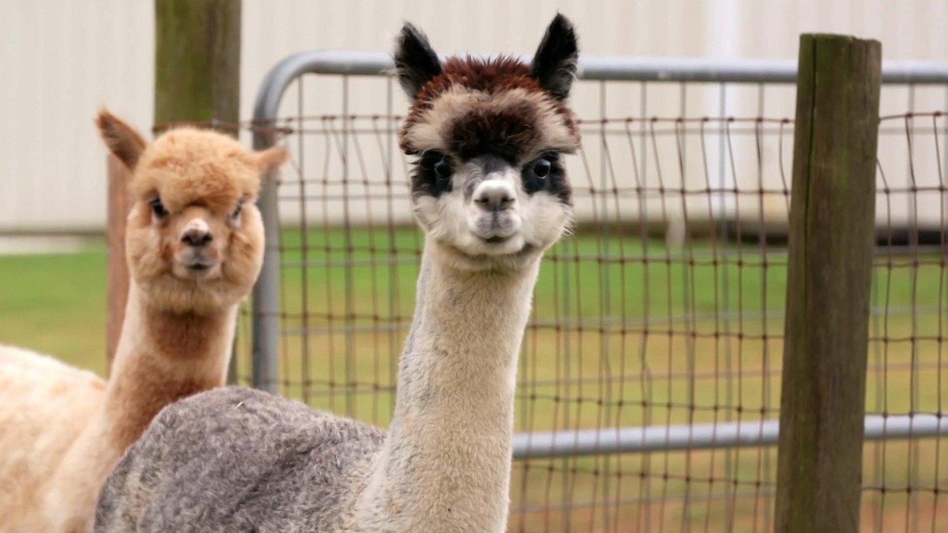 The Vet Life: Alpaca-lypse