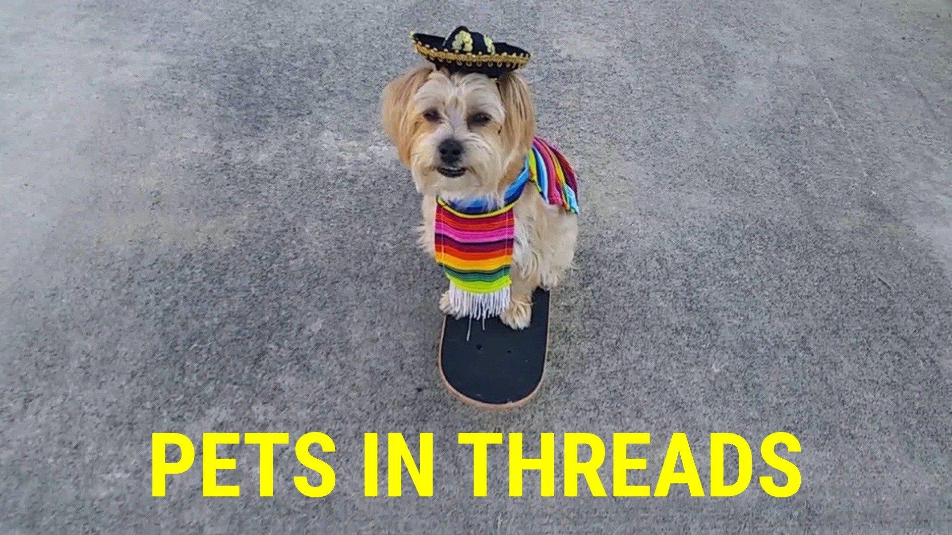 Watch Pets In Threads Streaming Online on Philo (Free Trial)