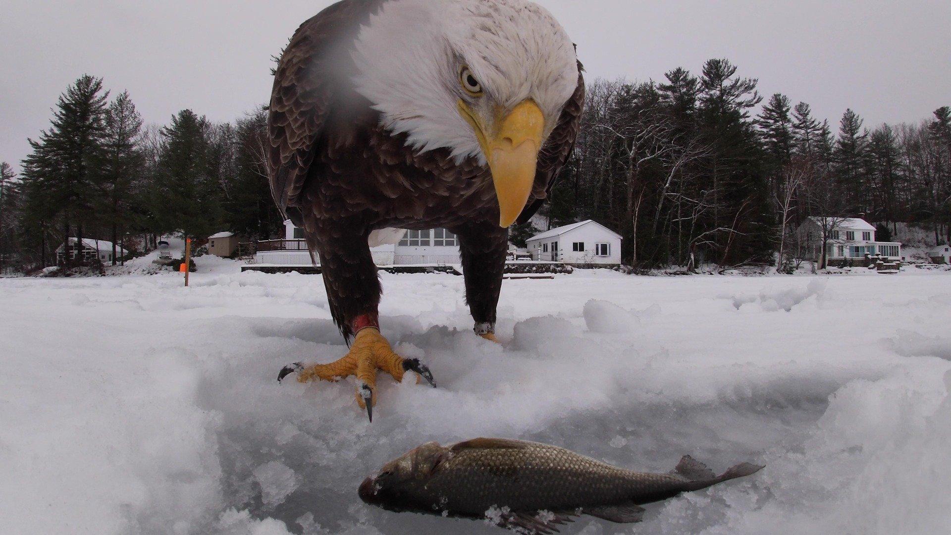 Animals Unscripted: Catch of the Day