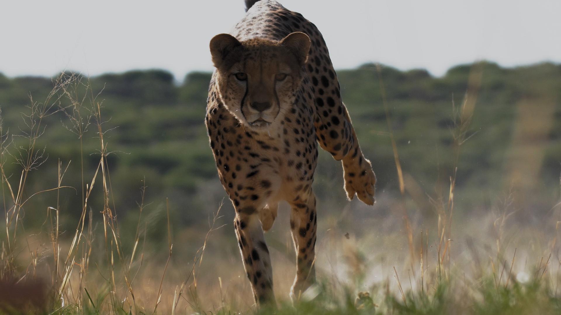 Wild Workers: Butchers