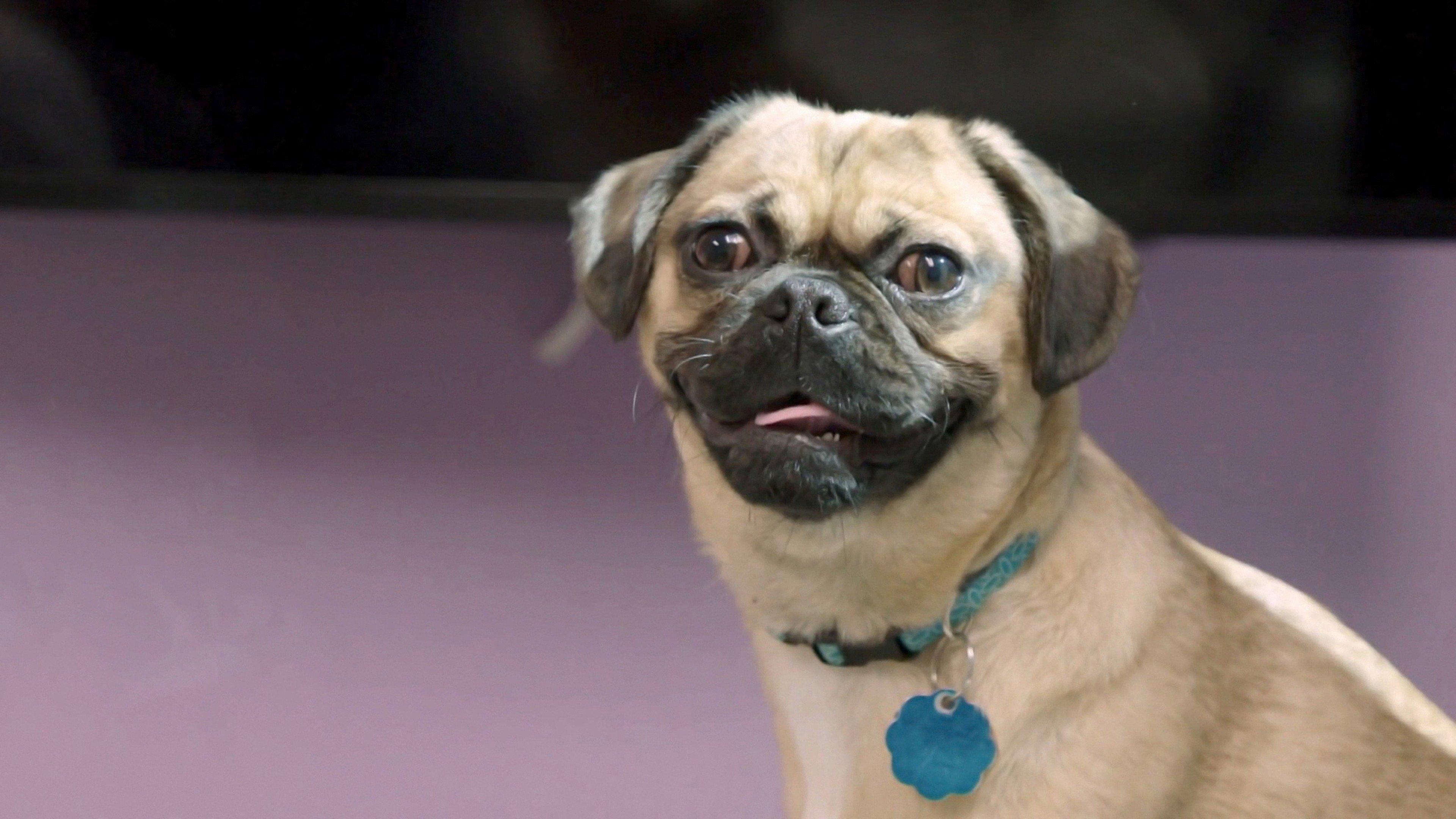 The Vet Life: Struggling Pug