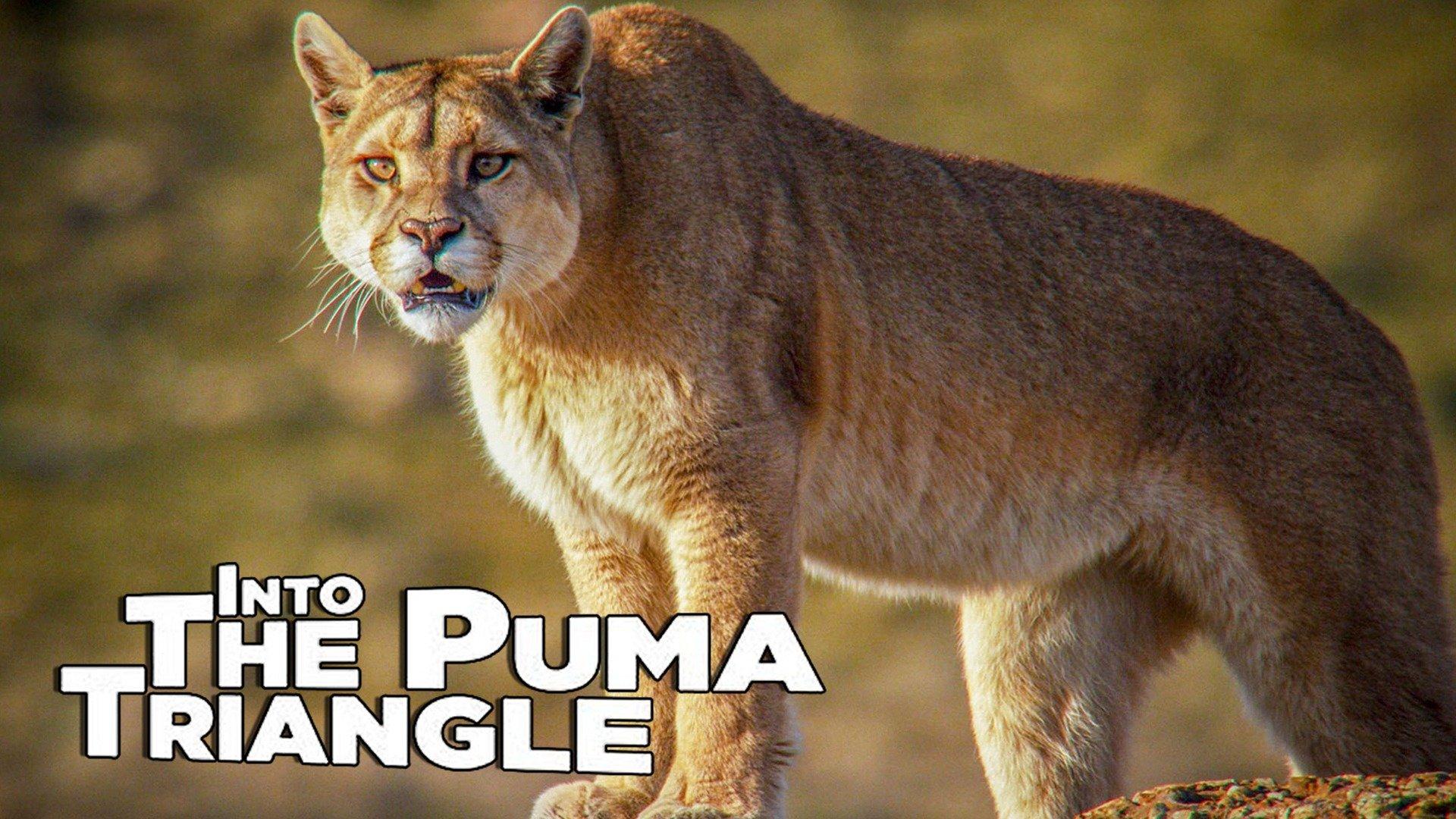 Watch Into The Puma Triangle Streaming Online on Philo (Free Trial)