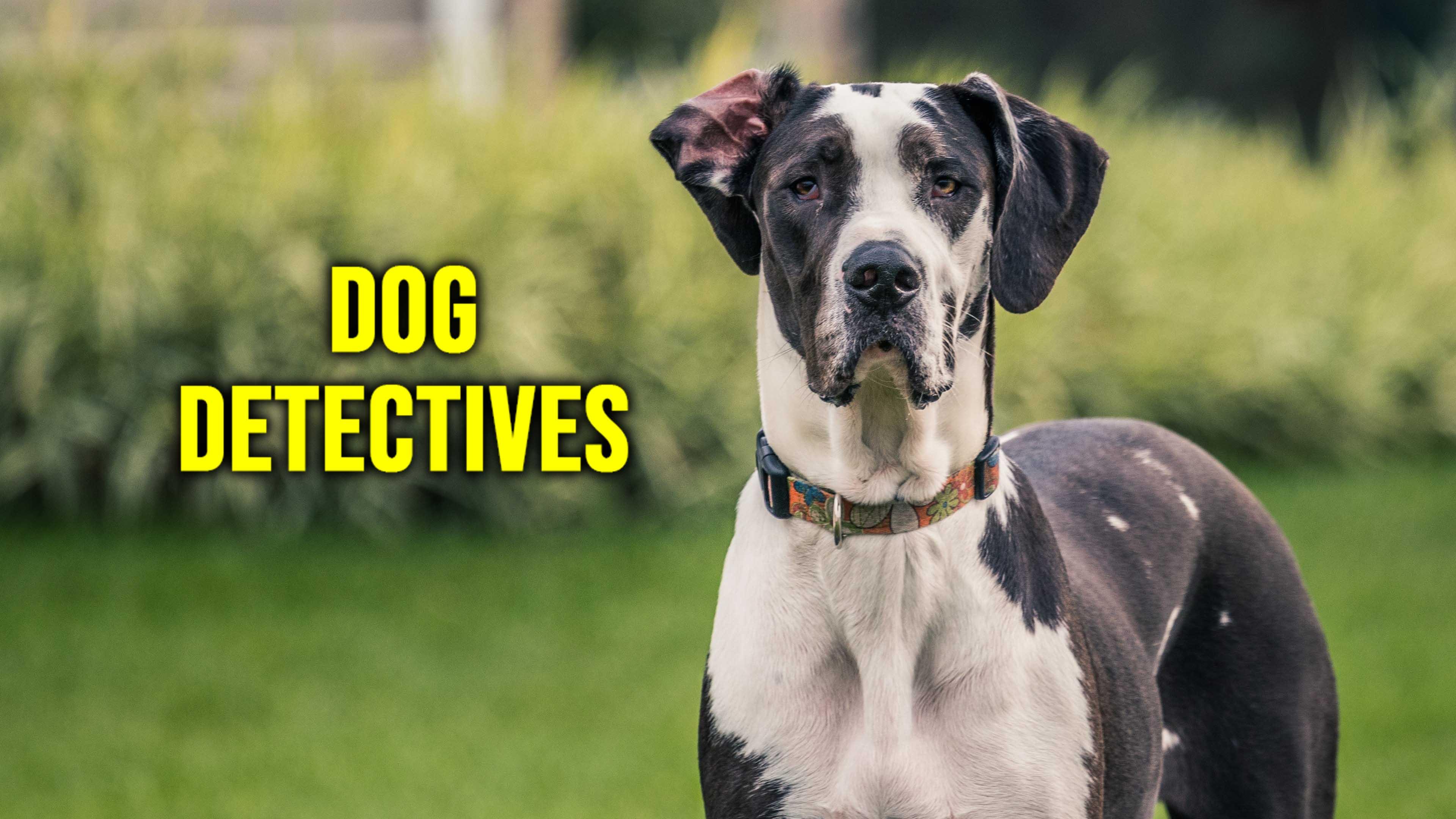 Watch Dog Detectives Streaming Online on Philo (Free Trial)