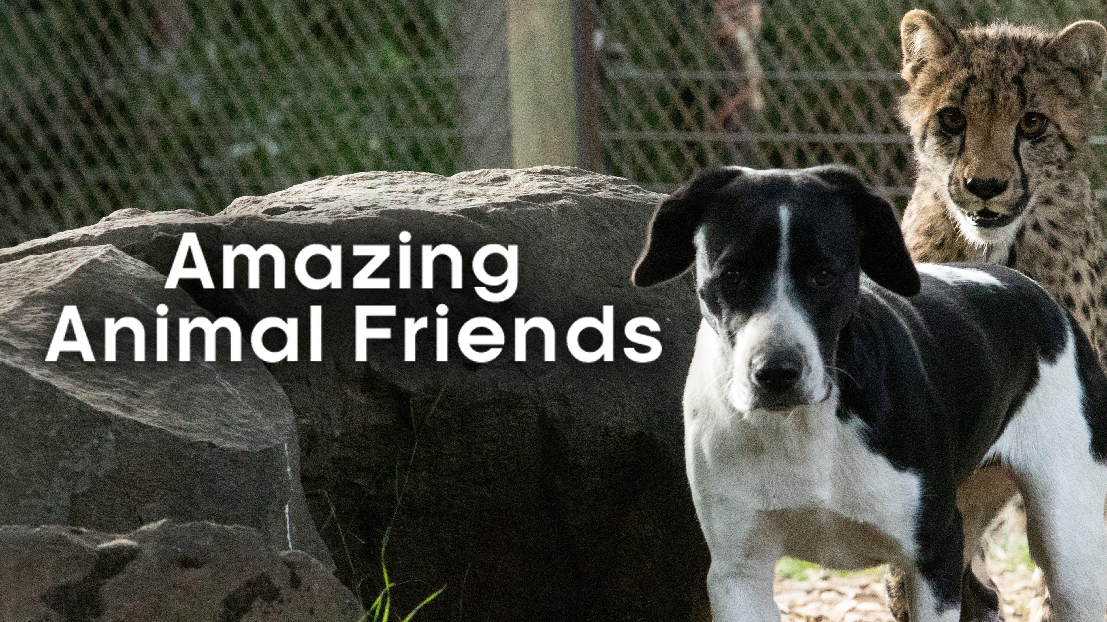 Watch Amazing Animal Friends Streaming Online on Philo (Free Trial)