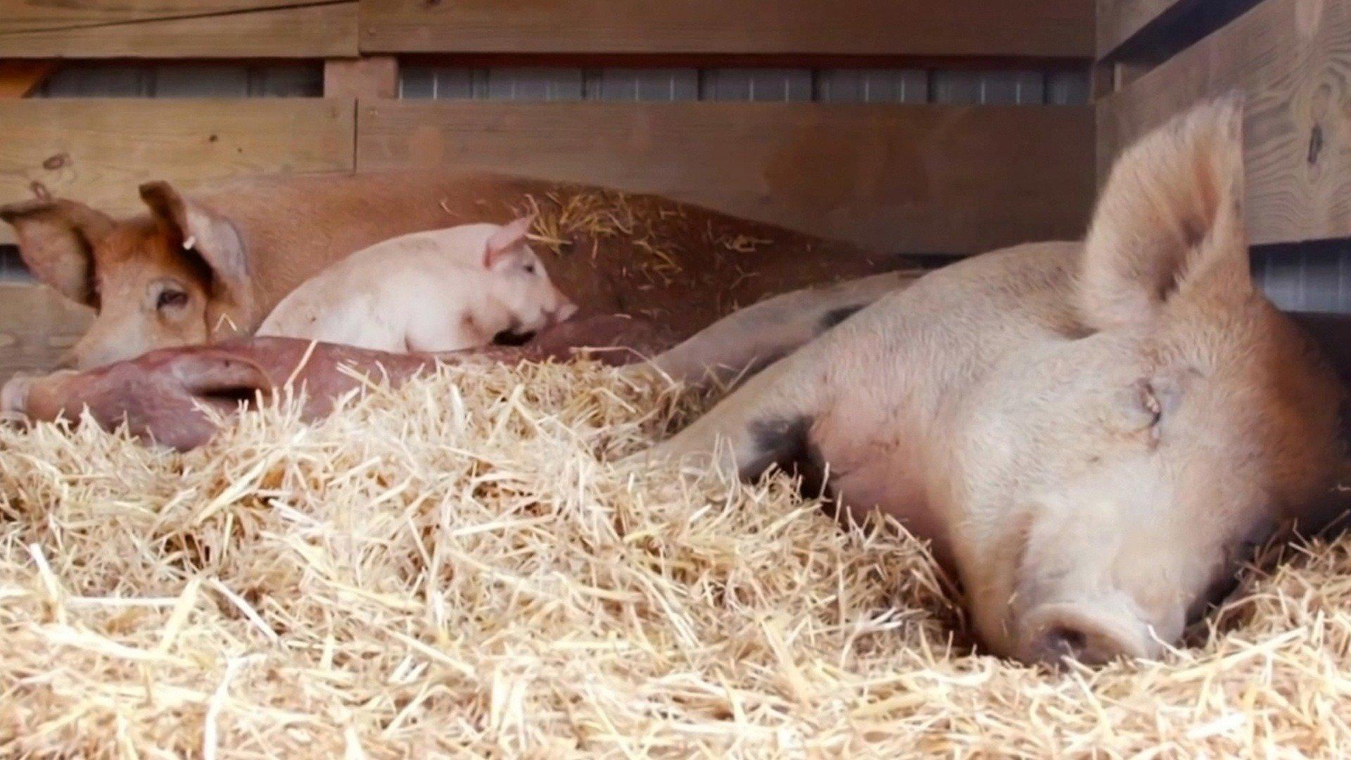 Saved By The Barn: Hog Chase Rescue