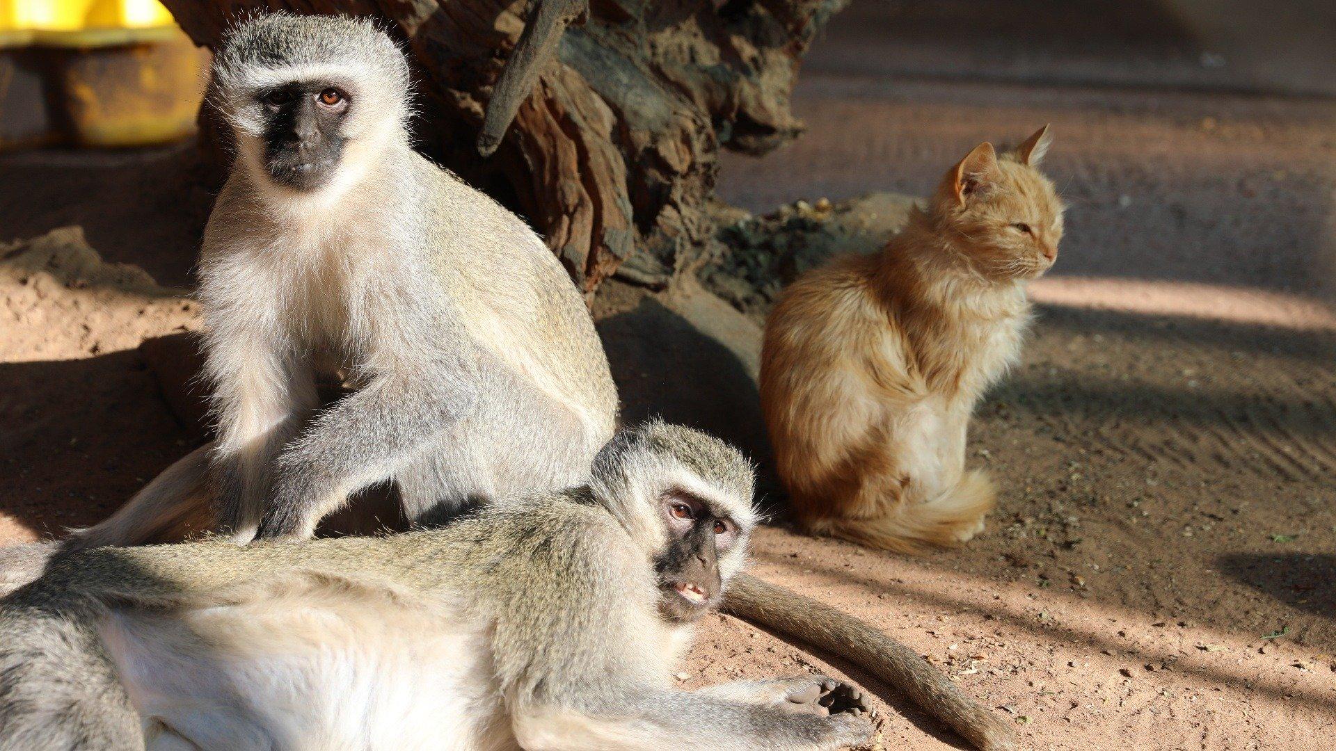 Amazing Animal Friends: Creative Comforts