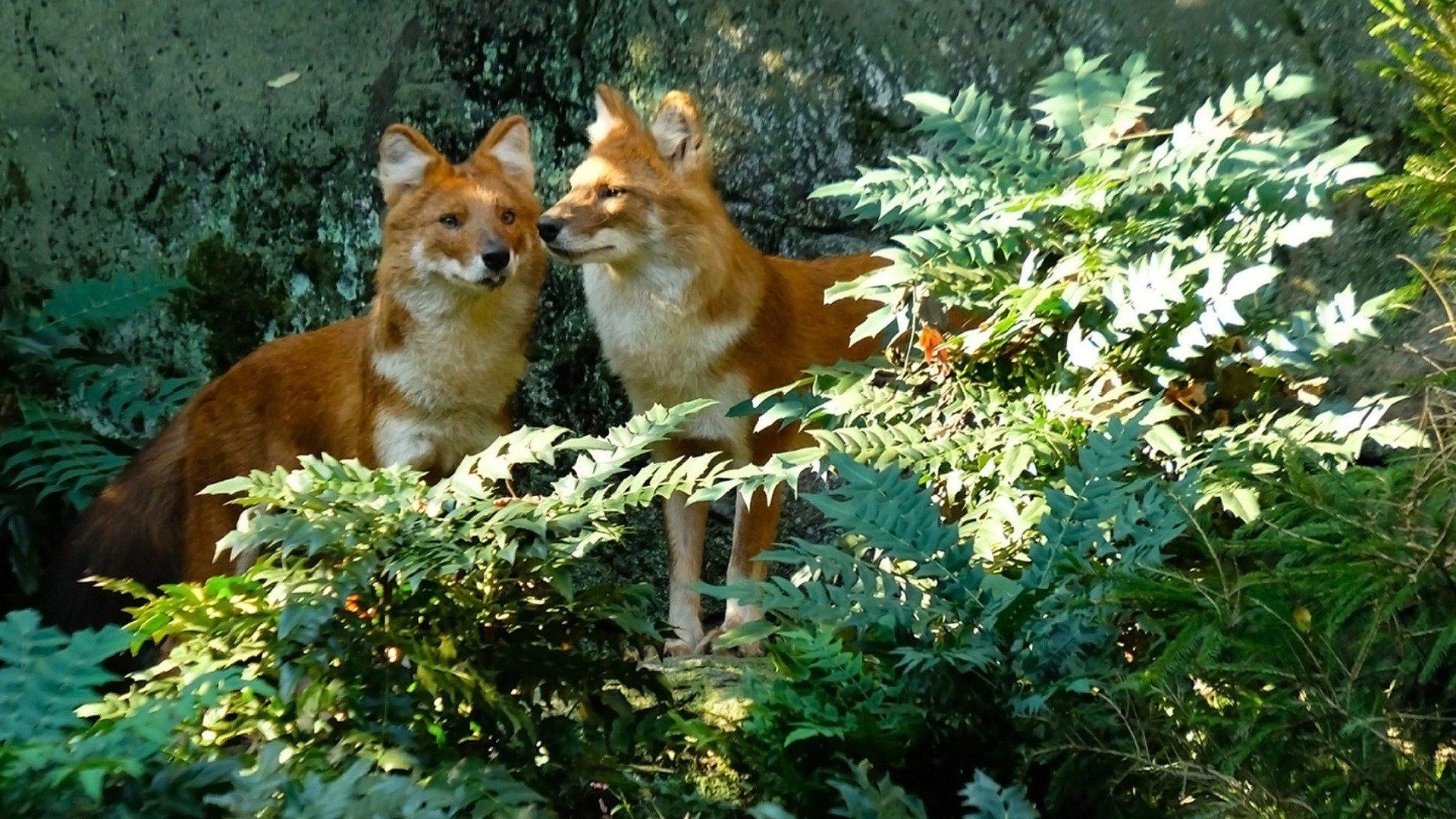 The Zoo: Wild Dogs on the Move