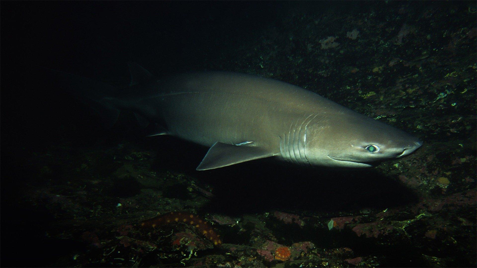 Alien Sharks: First Contact on Philo