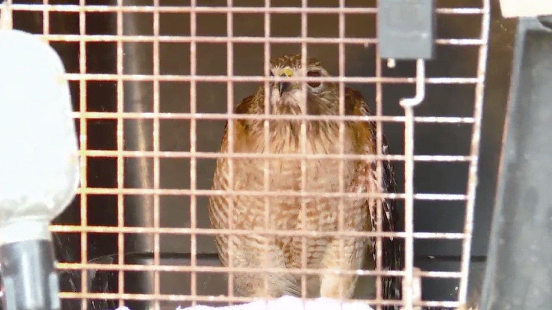 Lone Star Law: Confessions of a Poacher