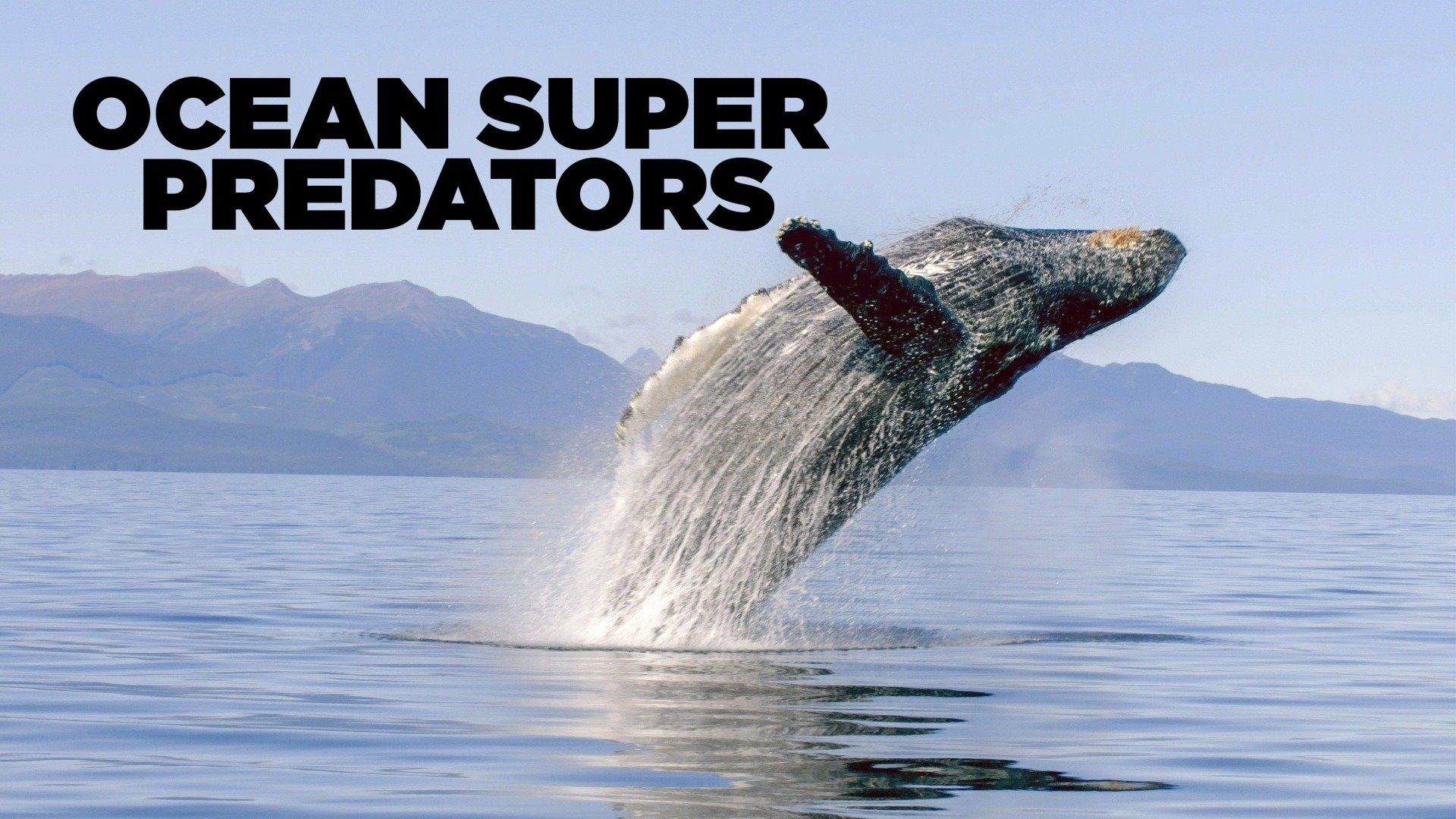 Watch Ocean Super Predators Streaming Online on Philo (Free Trial)
