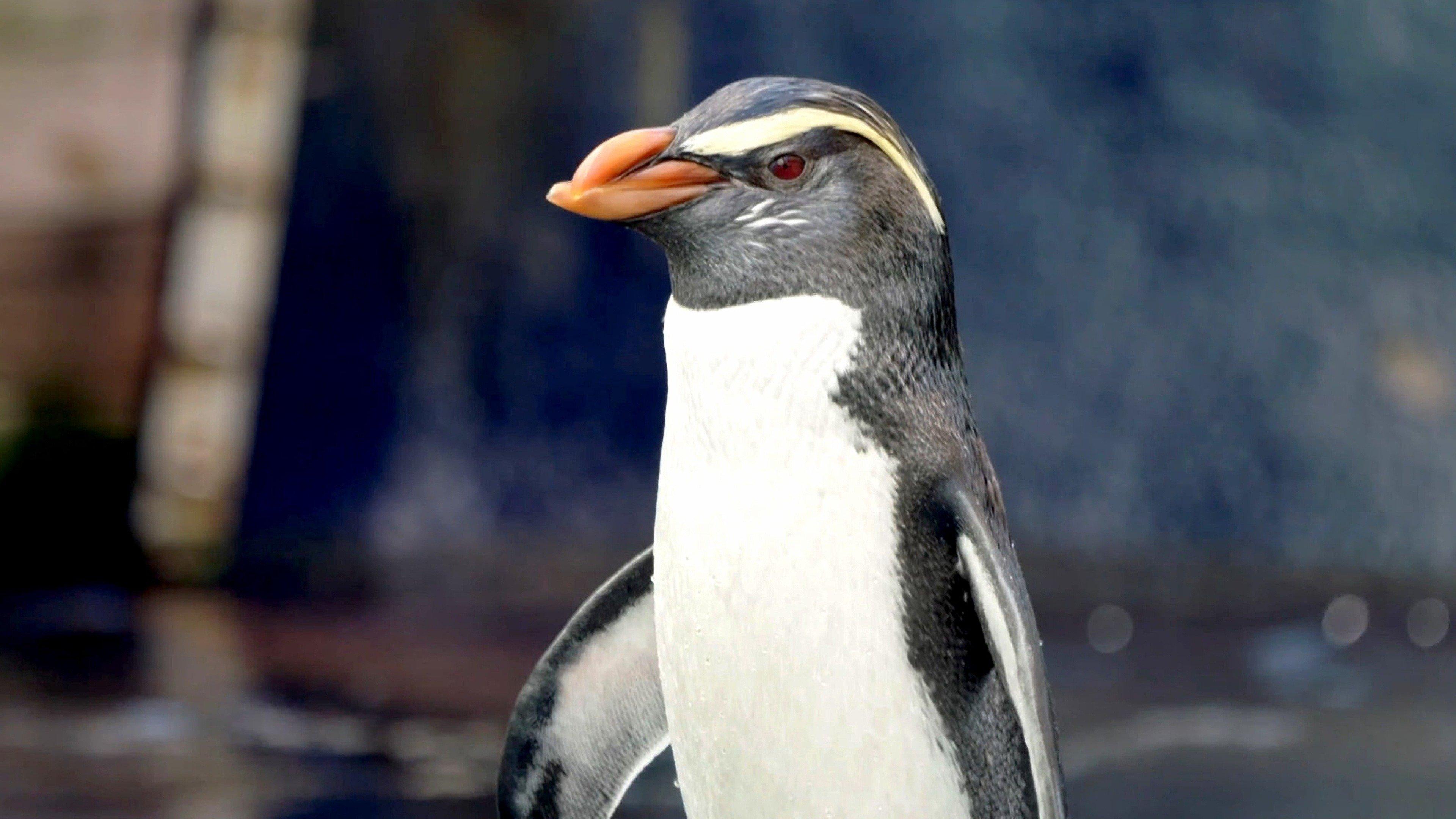 Mega Zoo: Overcoming Obstacles