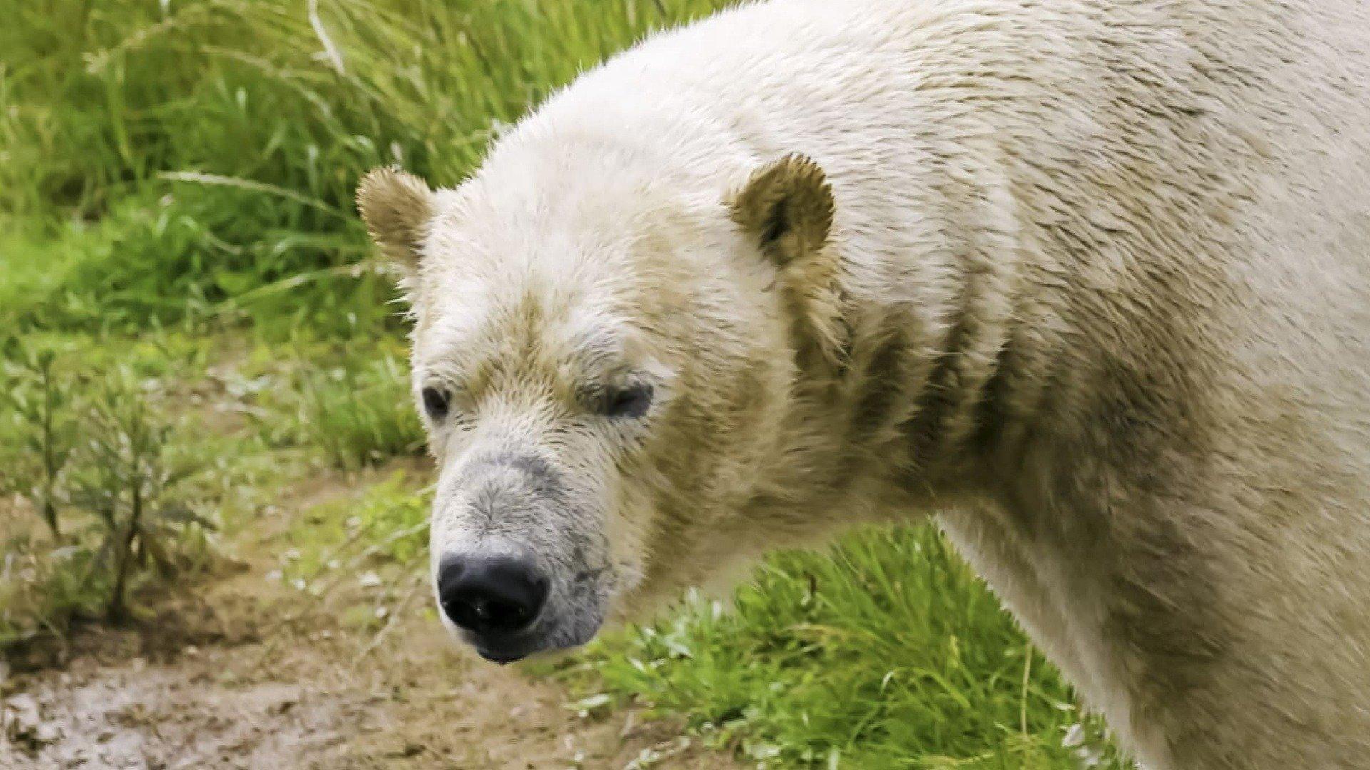 Mysteries of the Abandoned: Animal Uprising