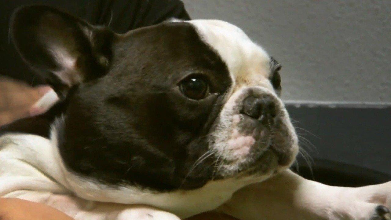 Dr. Jeff: Rocky Mountain Vet: Frenchie With a Bump