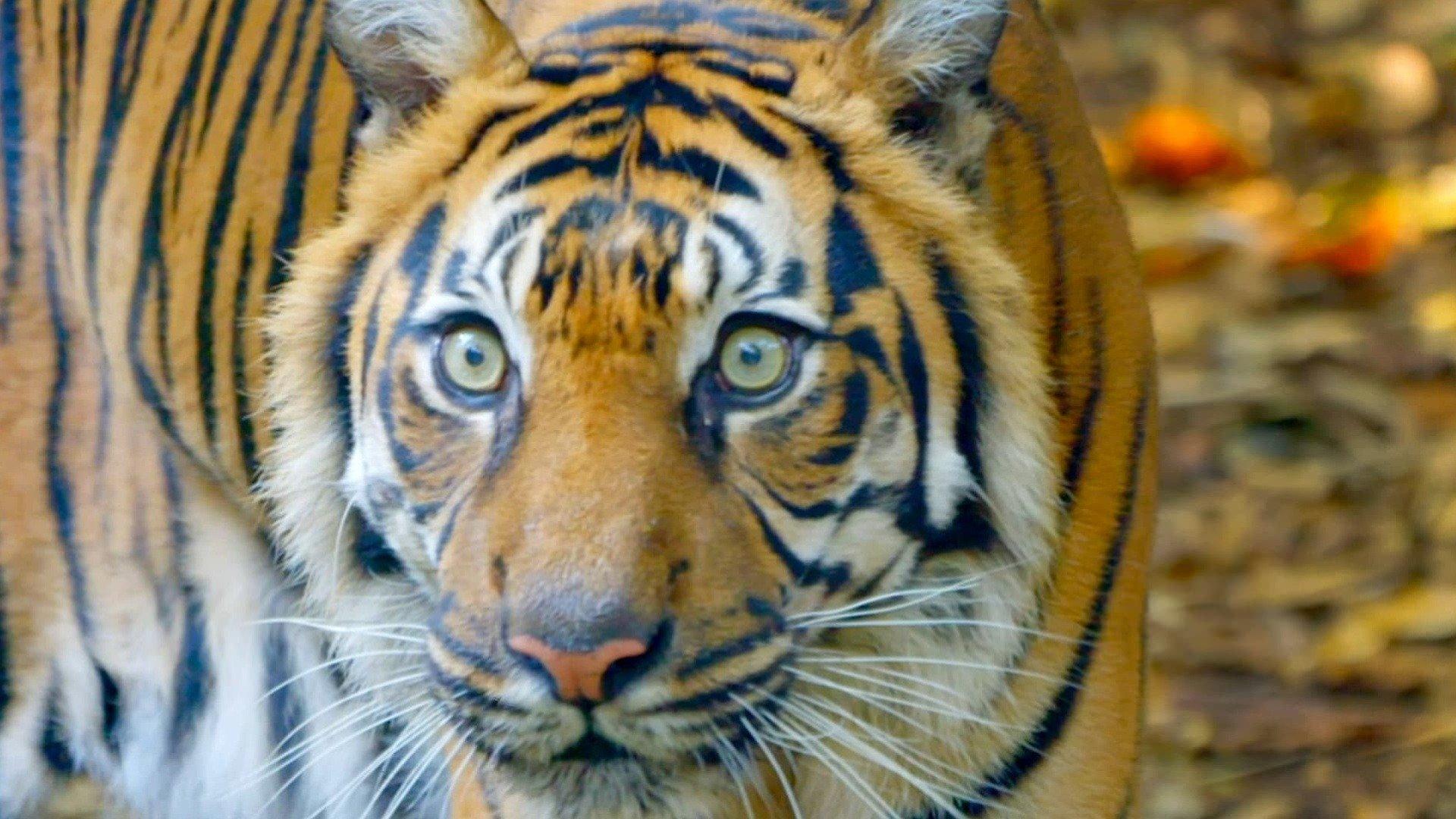 Mega Zoo: Navigating a New Normal