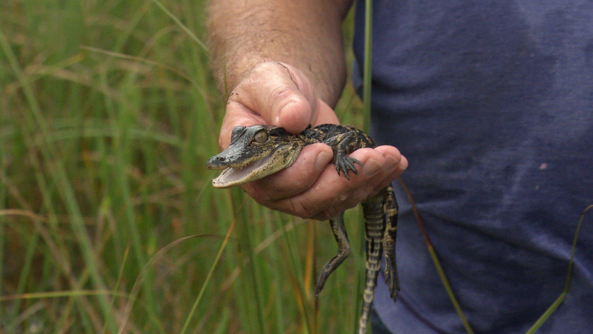 Swamp People: Serpent Invasion: Gators and Ghost Towns