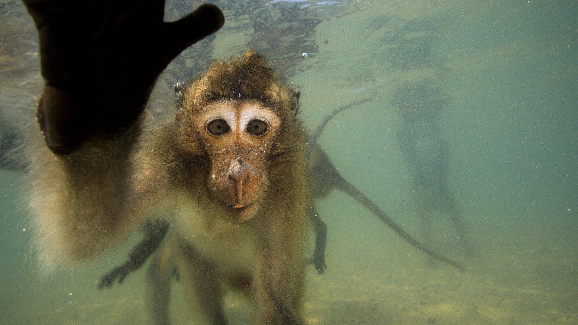 Monkey (R)Evolution: Get On It!