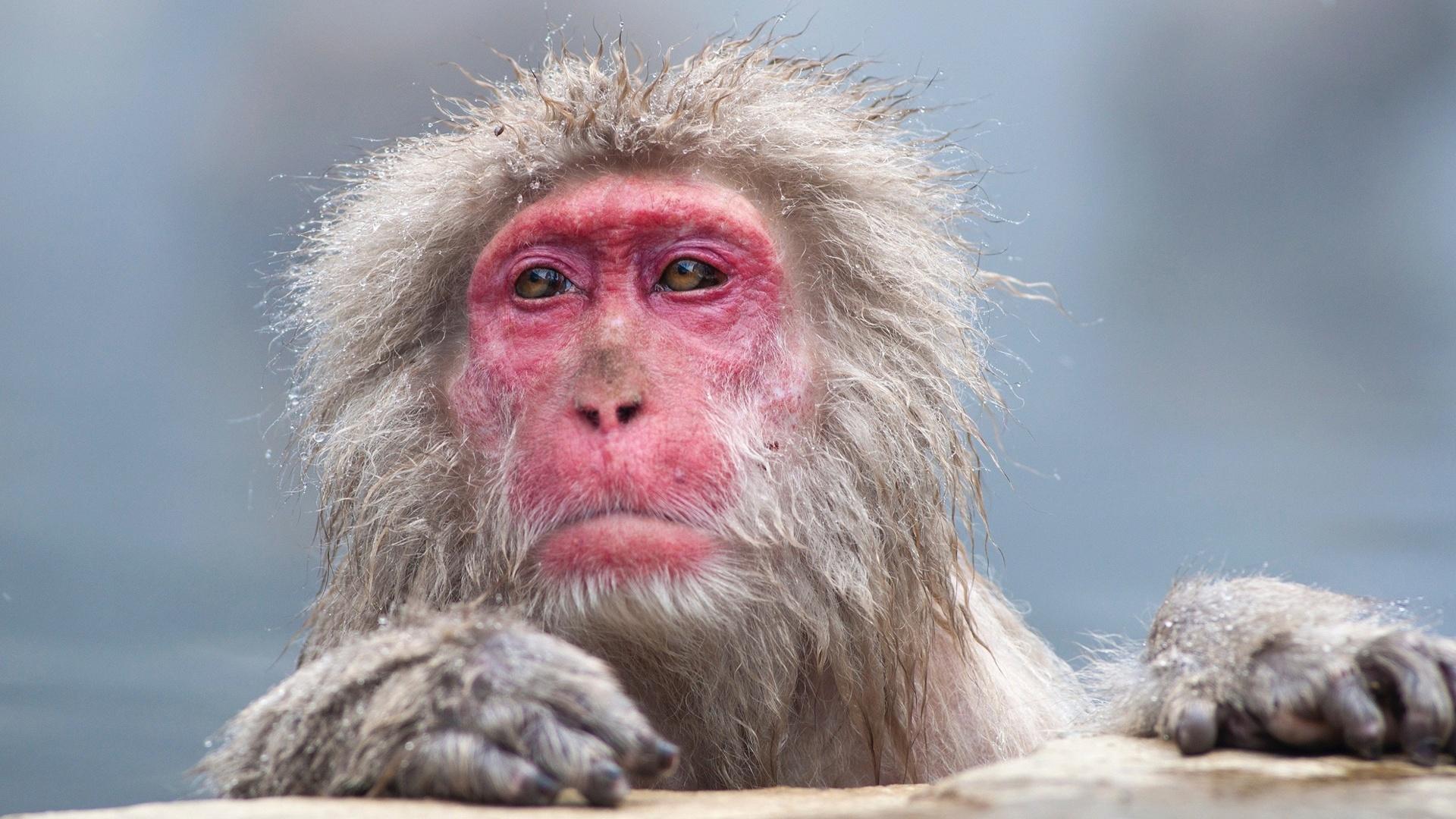 A Wild Year On Earth: January-February: The Year Begins - Extended