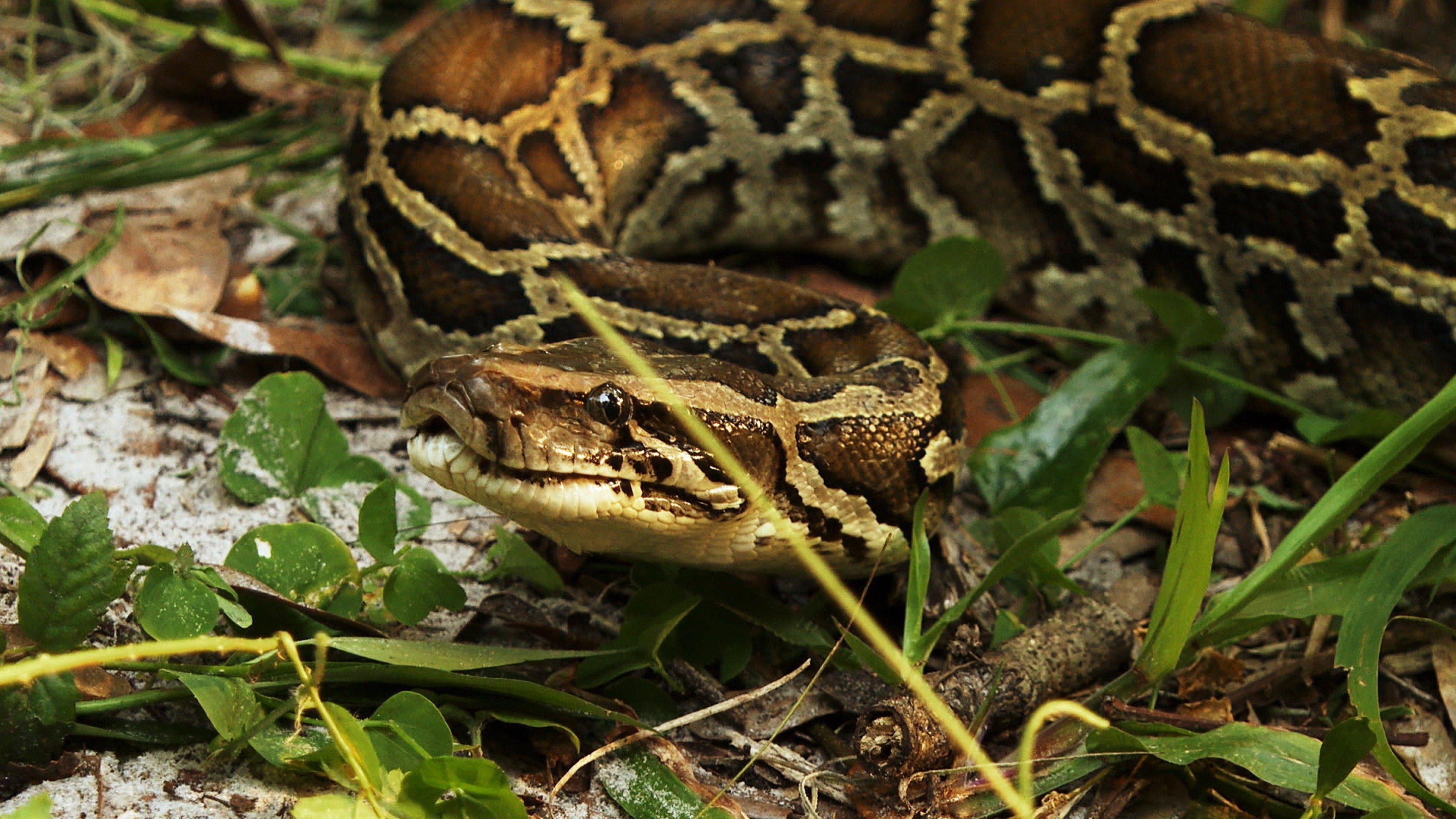 Swamp People: Serpent Invasion: All Hands on Deck