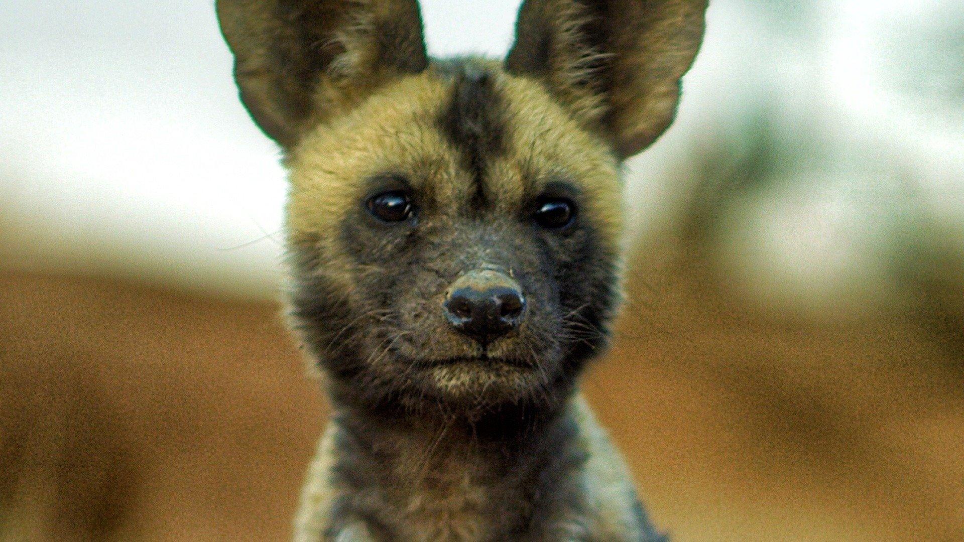 New Kids in the Wild: Lyca the Painted Wolf