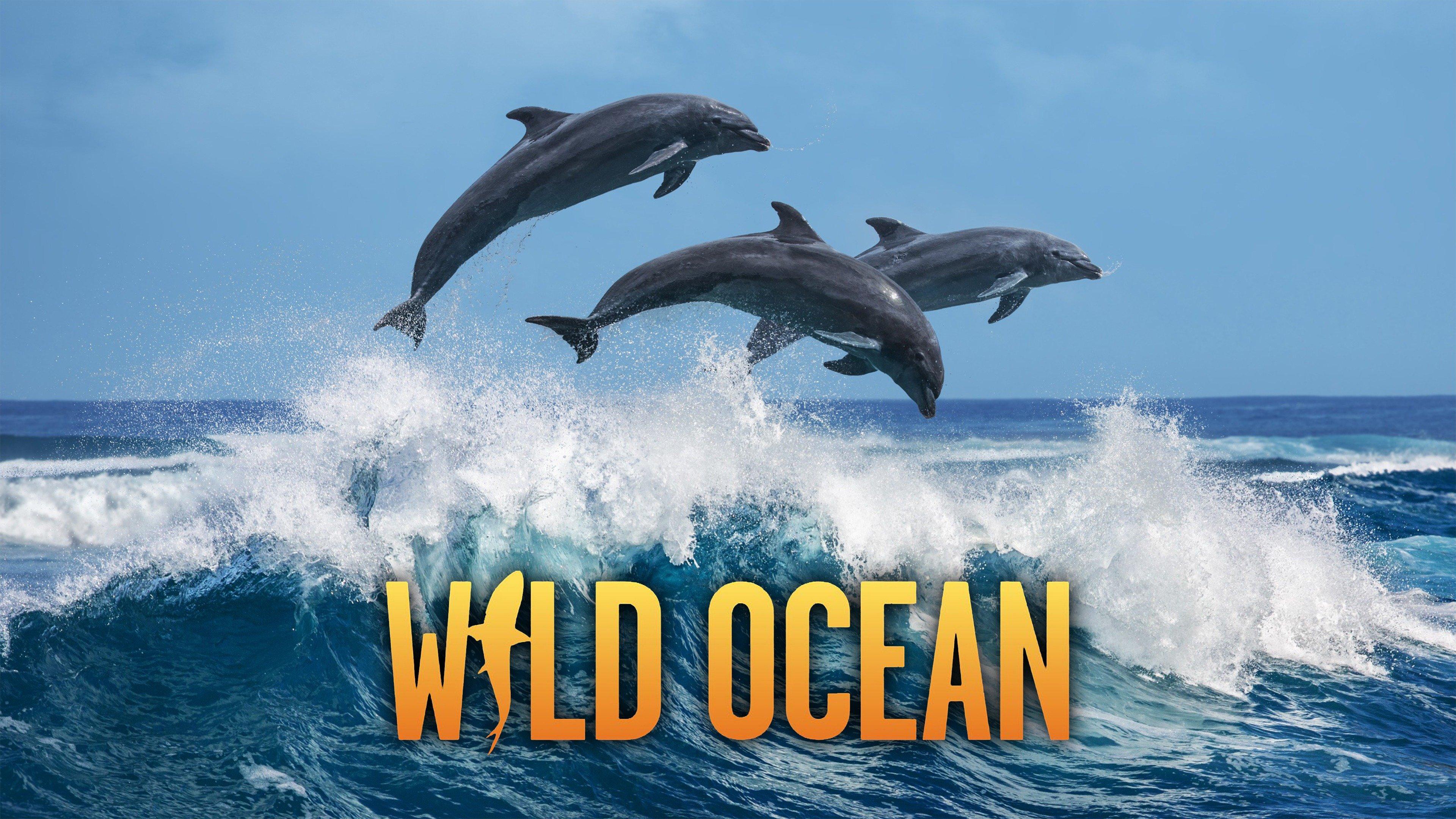 Watch Ocean Wild Streaming Online on Philo (Free Trial)