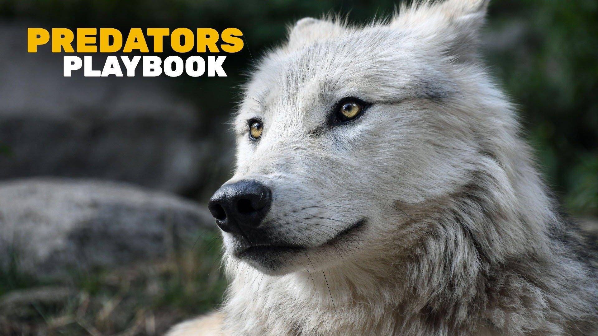 Watch Predators Playbook Streaming Online on Philo (Free Trial)
