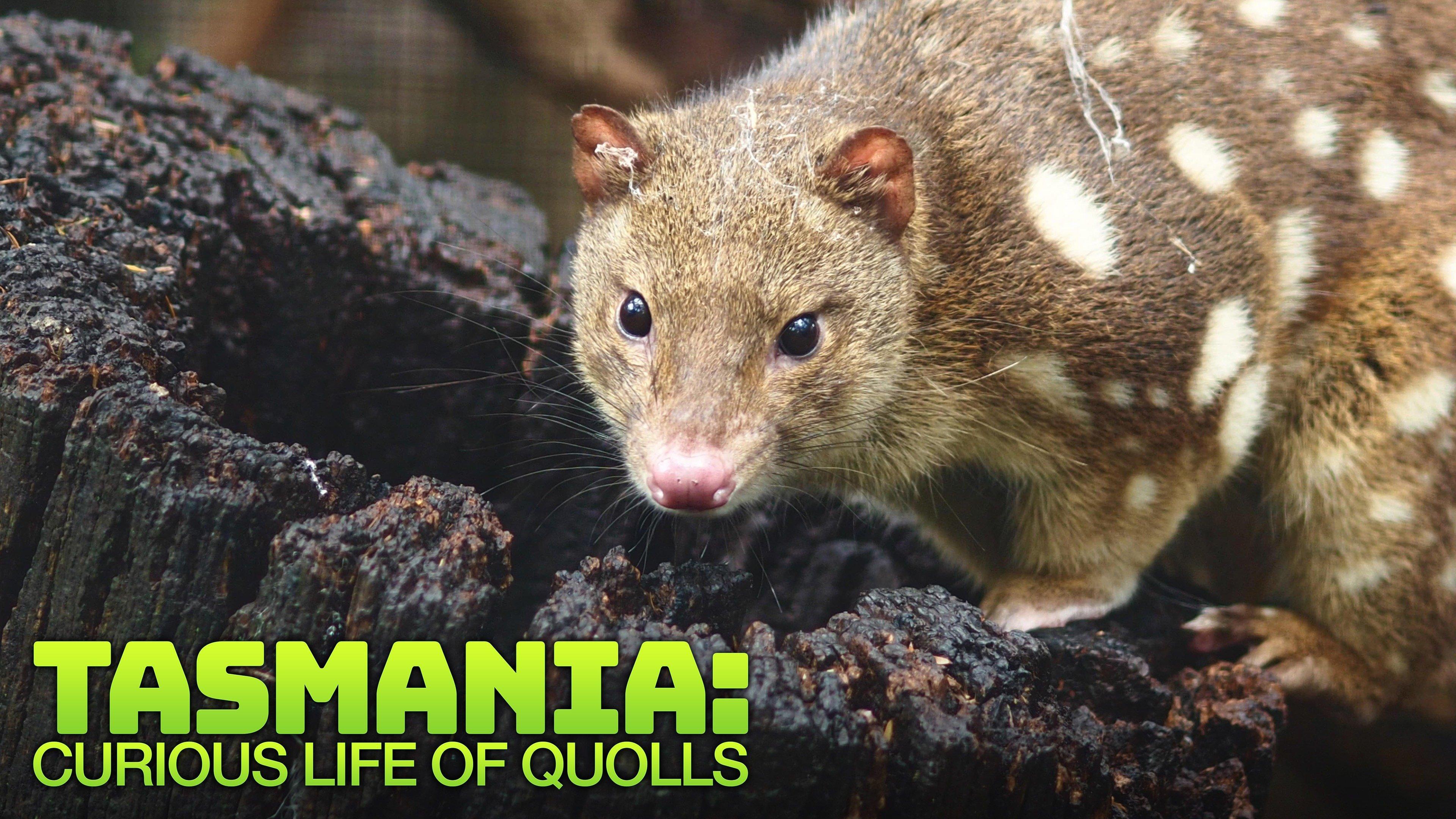 Tasmania: Curious Life of Quolls