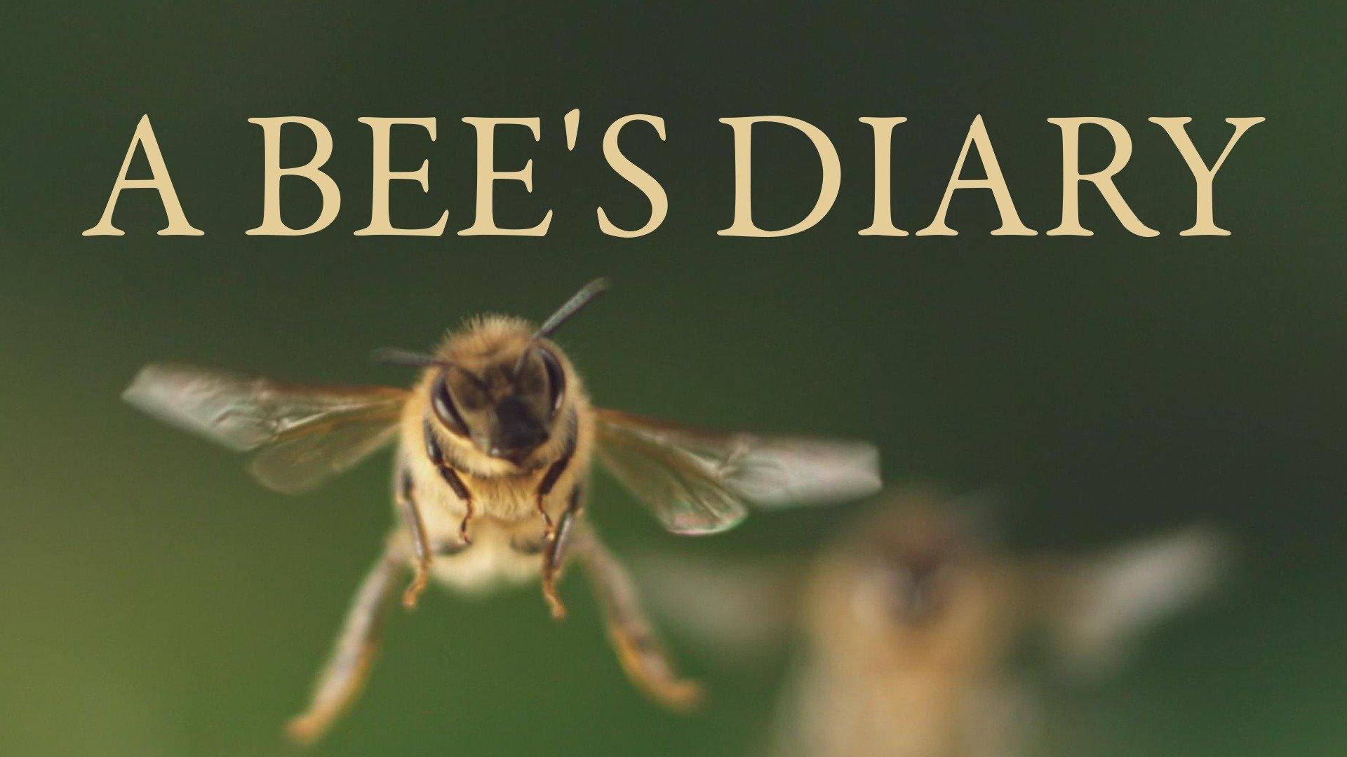 Watch A Bee's Diary Streaming Online on Philo (Free Trial)