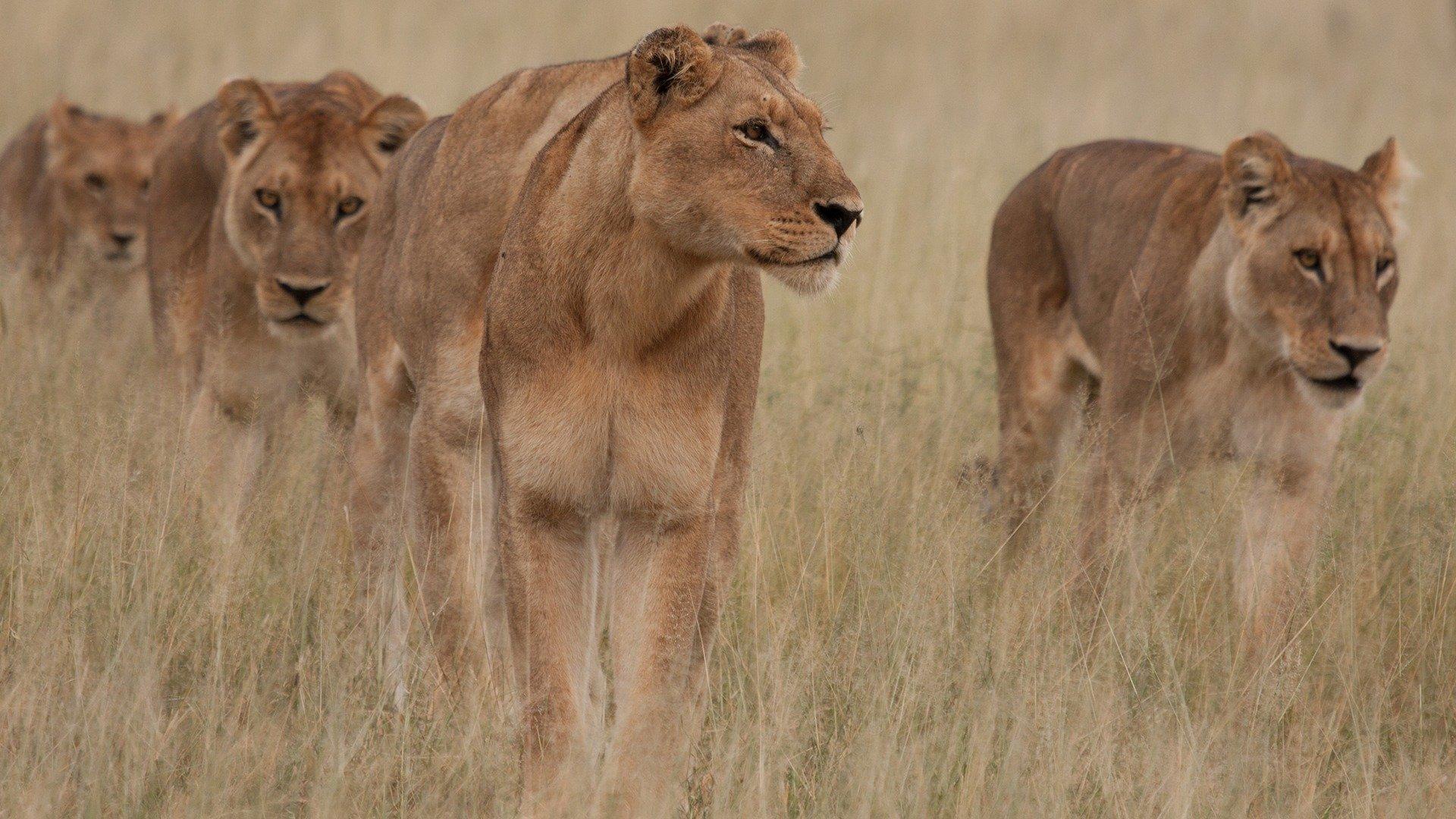 Lions - A Hunt for Survival