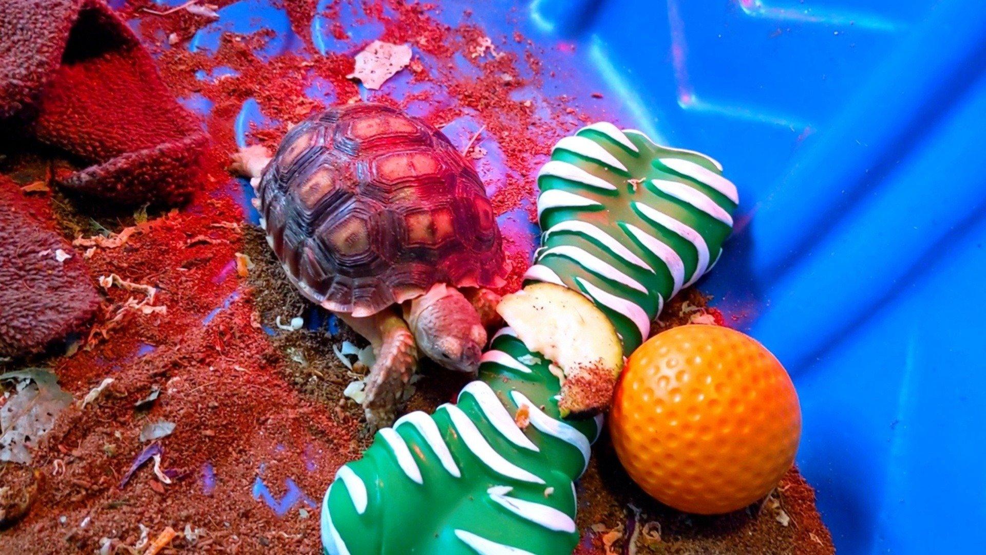 Best Pets of the Month