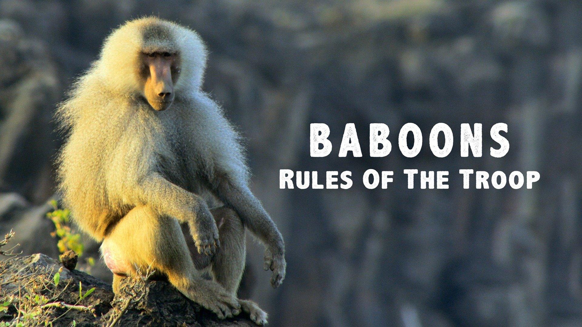 Watch Baboons: Rules of the Troop Streaming Online on Philo (Free Trial)