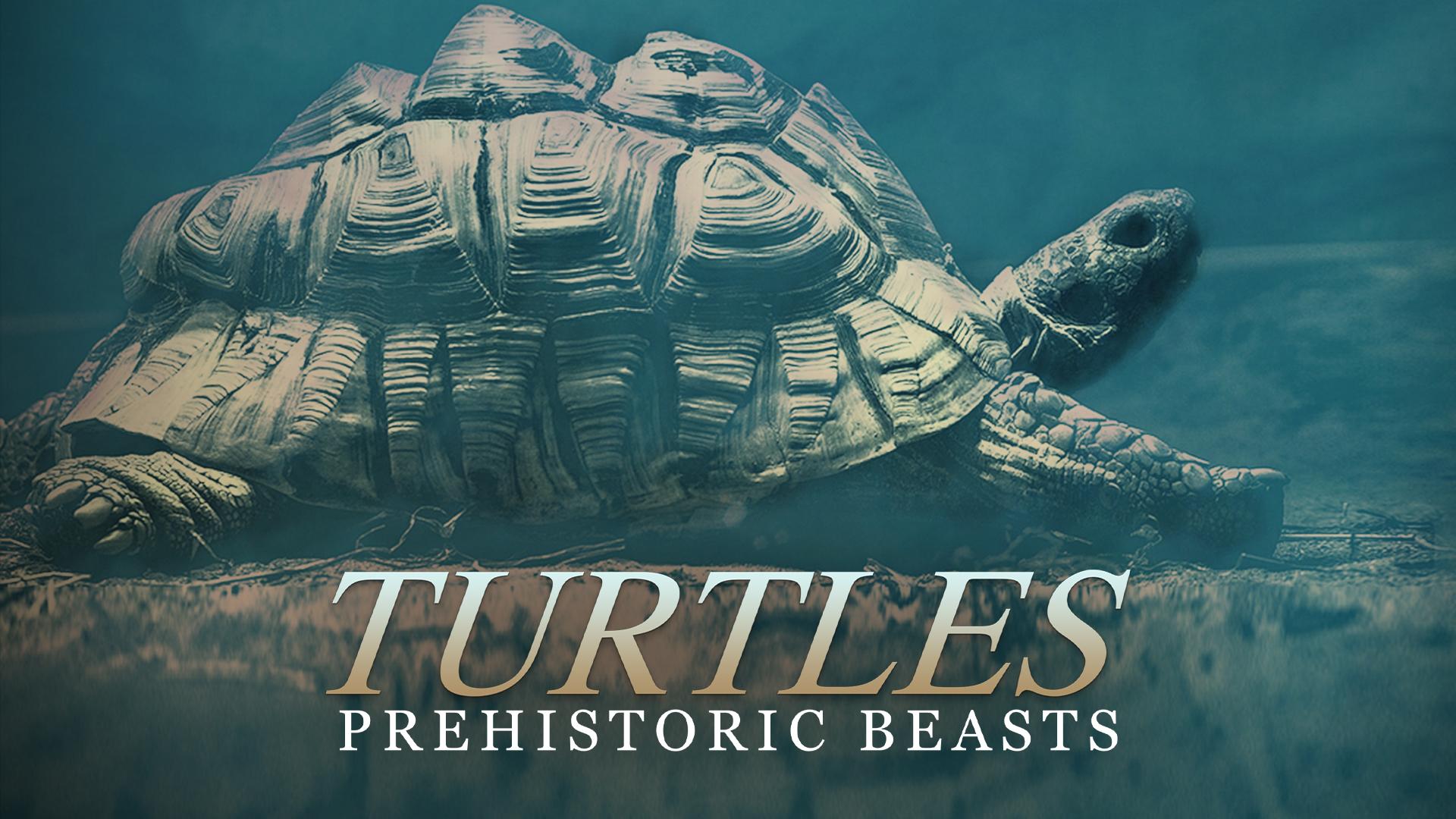 Watch Turtles: Prehistoric Beasts Streaming Online on Philo (Free Trial)