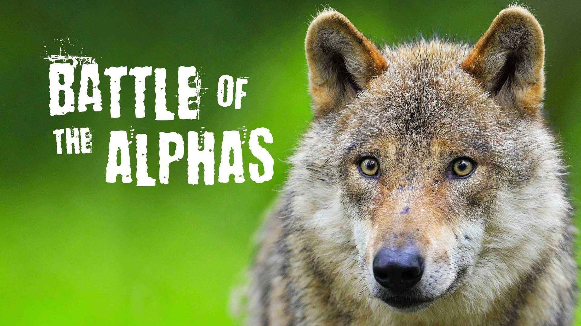 Watch Battle of the Alphas Streaming Online on Philo (Free Trial)