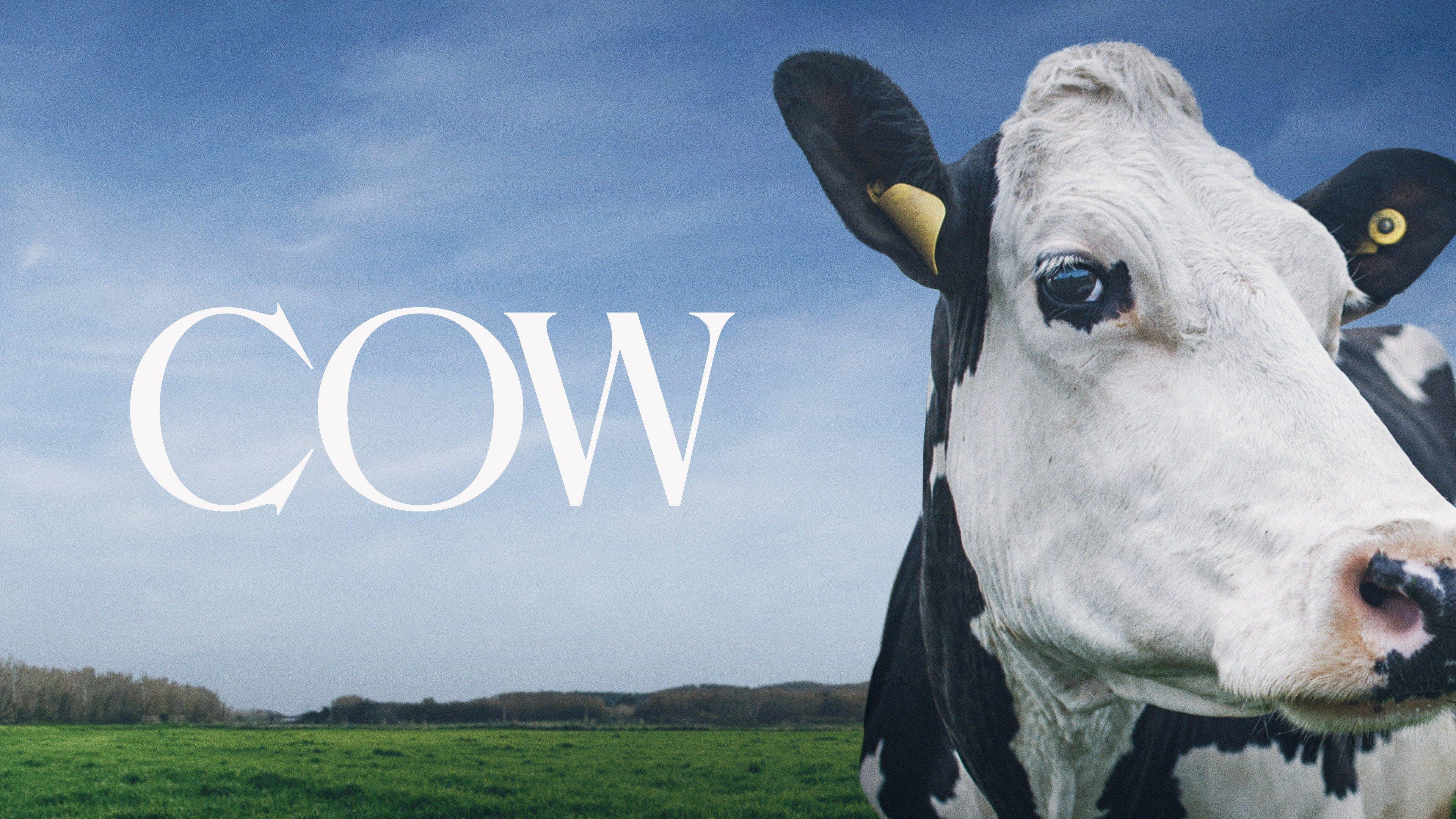 Watch Cow Streaming Online on Philo (Free Trial)