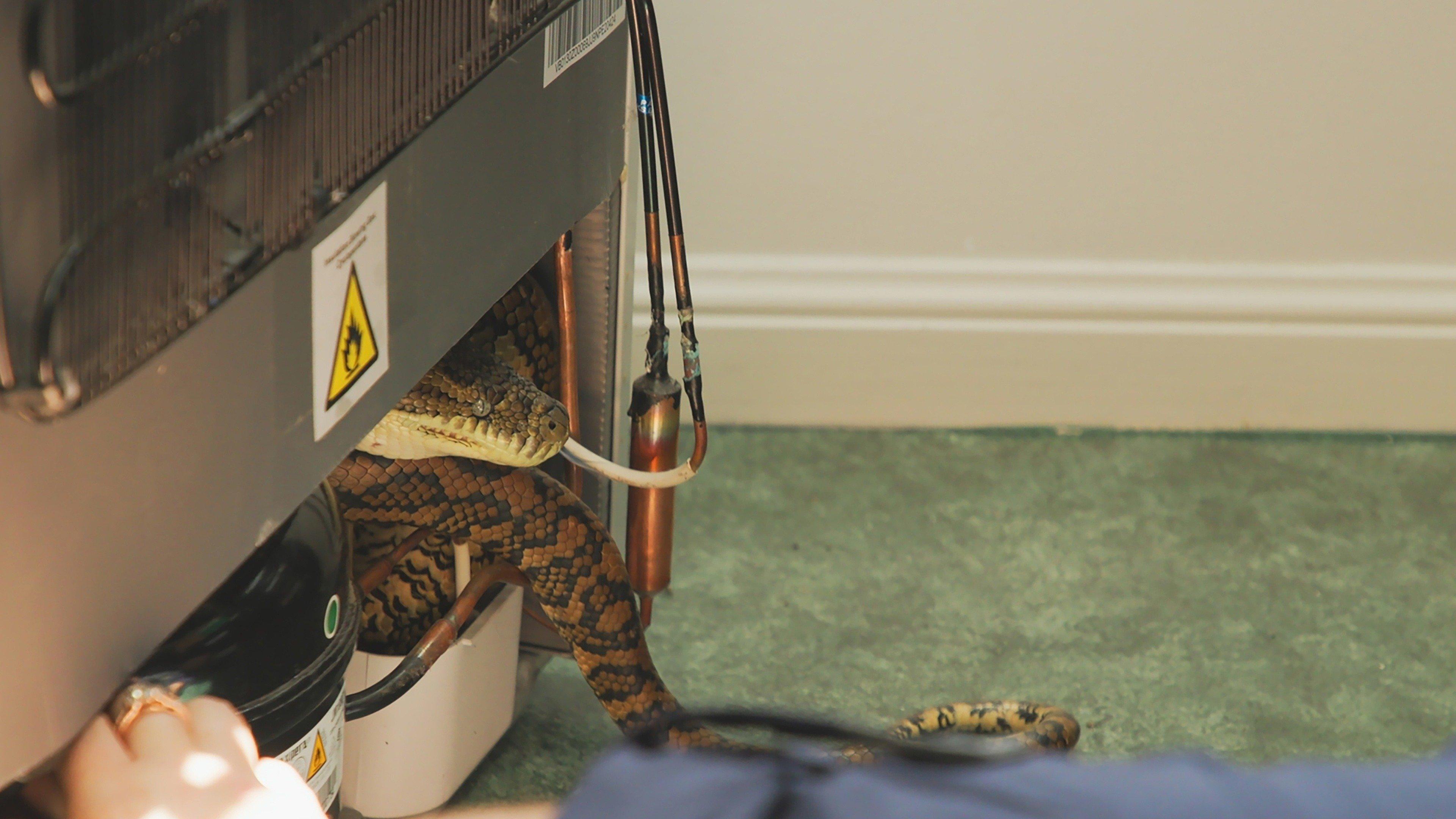 Aussie Snake Wranglers: Too Close for Comfort