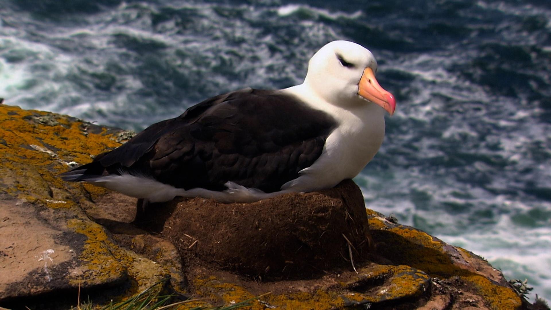 Watch oh baby!: S2E2 - Cold Paws, Warm Heart on Philo (Free Trial)