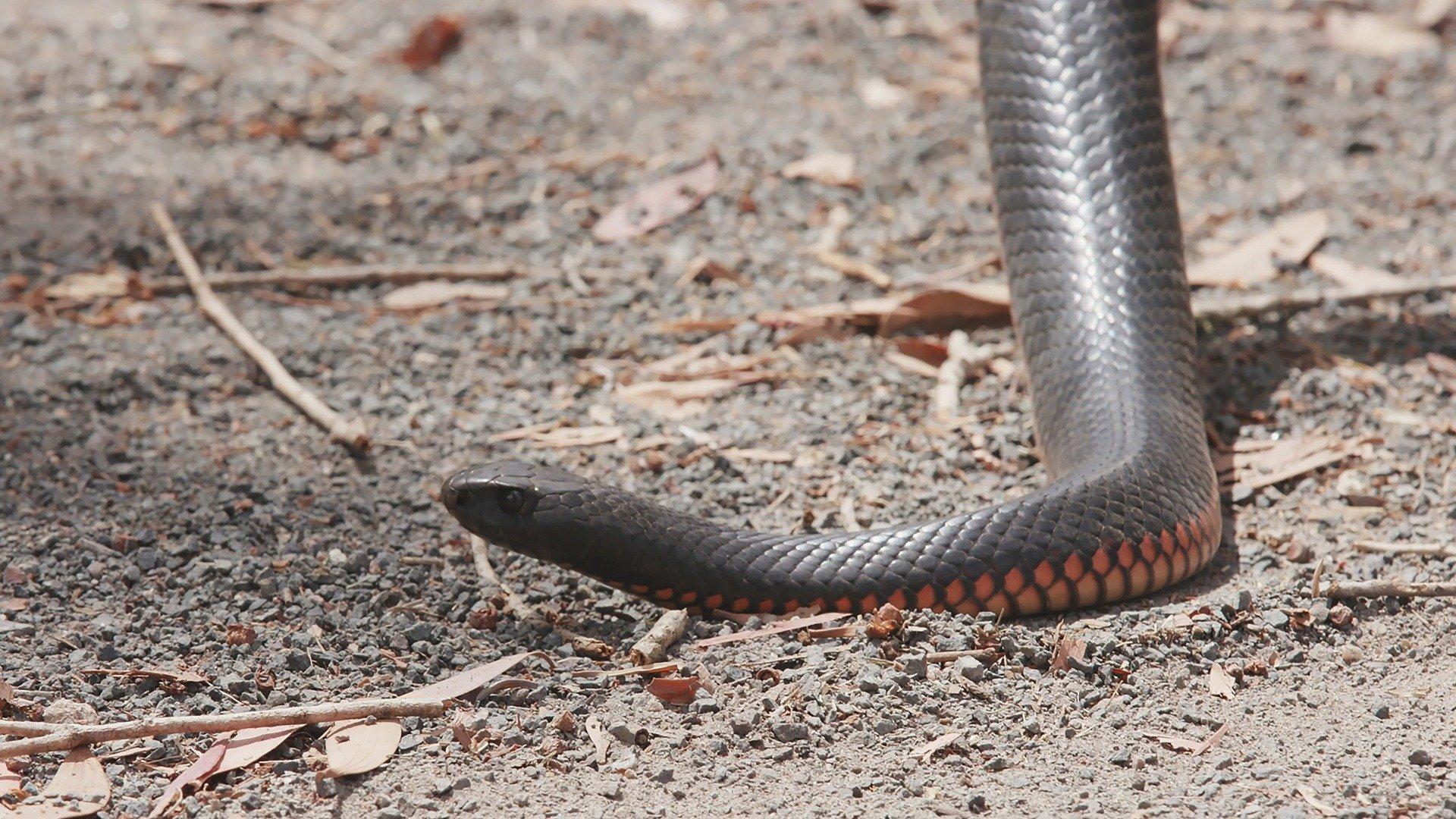 Aussie Snake Wranglers: Red Belly Returns