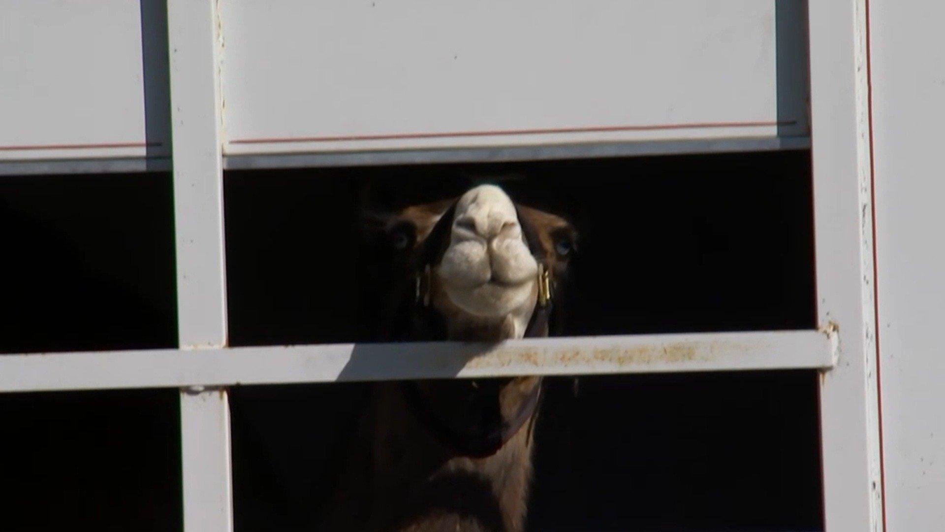 Shipping Wars: The Camel Clutch