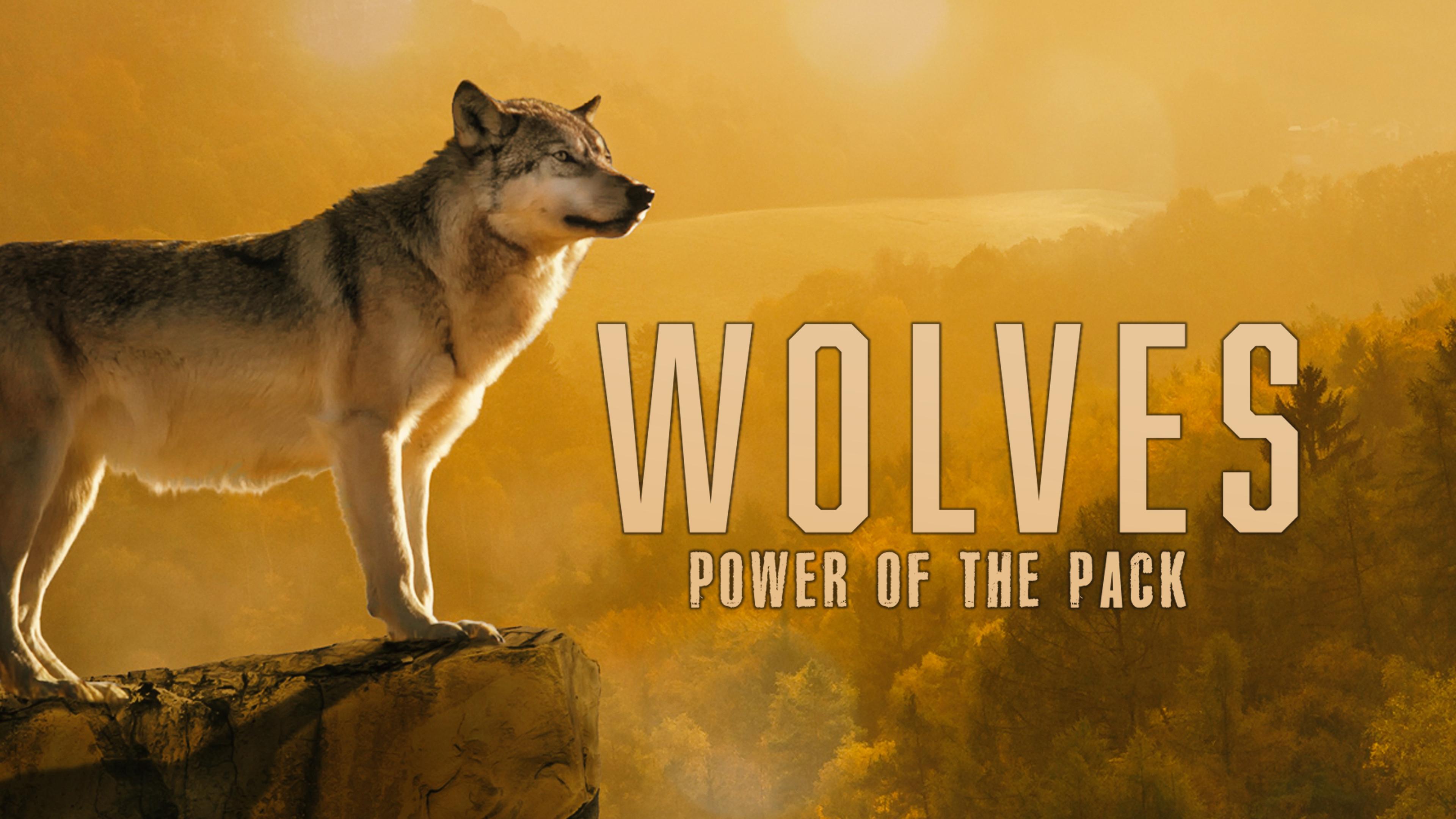 Watch Wolves: Power of the Pack Streaming Online on Philo (Free Trial)