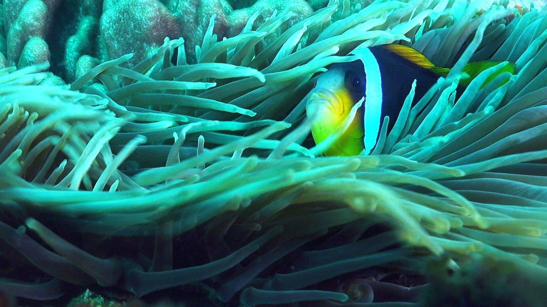 Weird, Wild & Wonderful