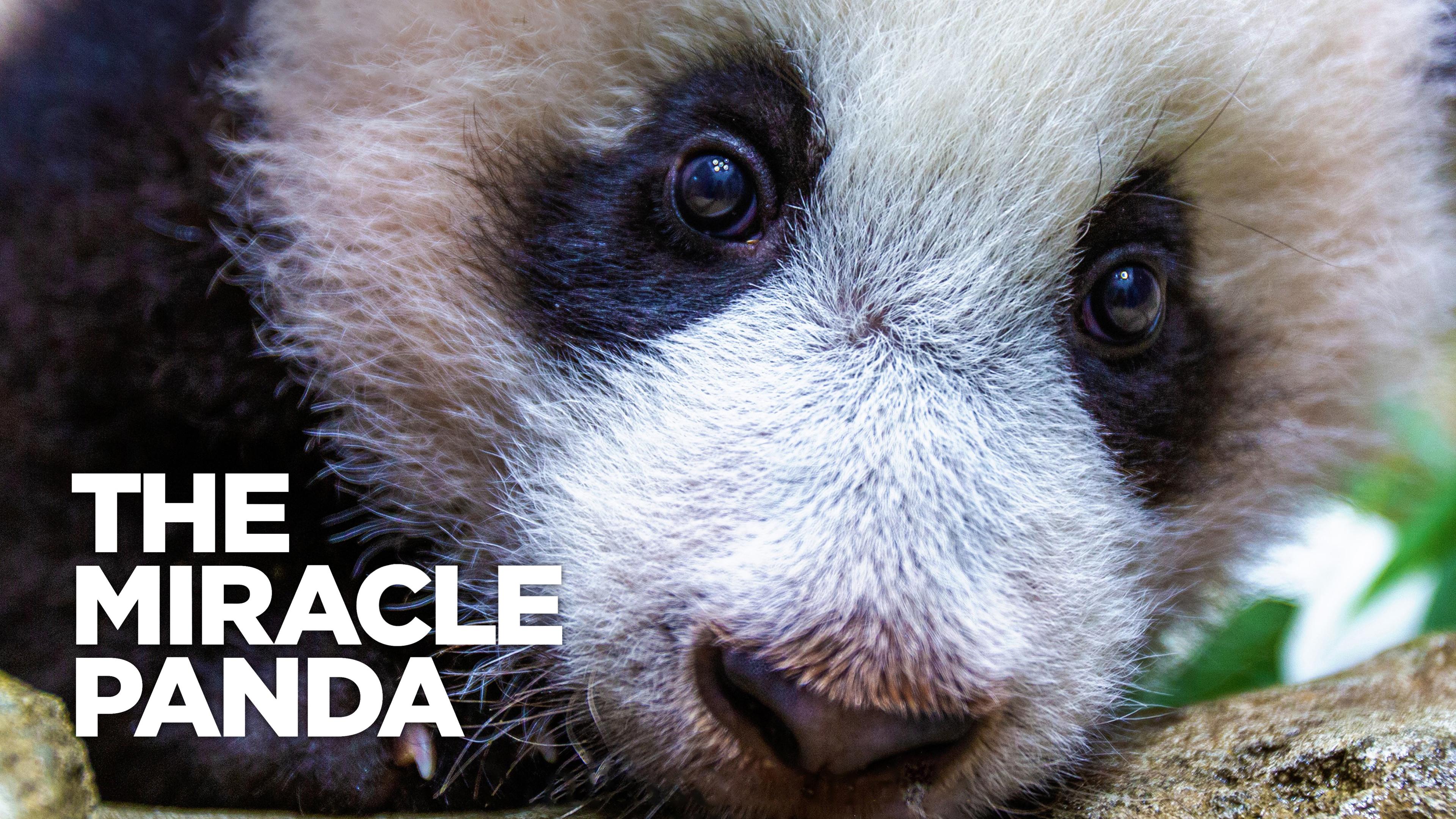 Watch The Miracle Panda Streaming Online on Philo (Free Trial)