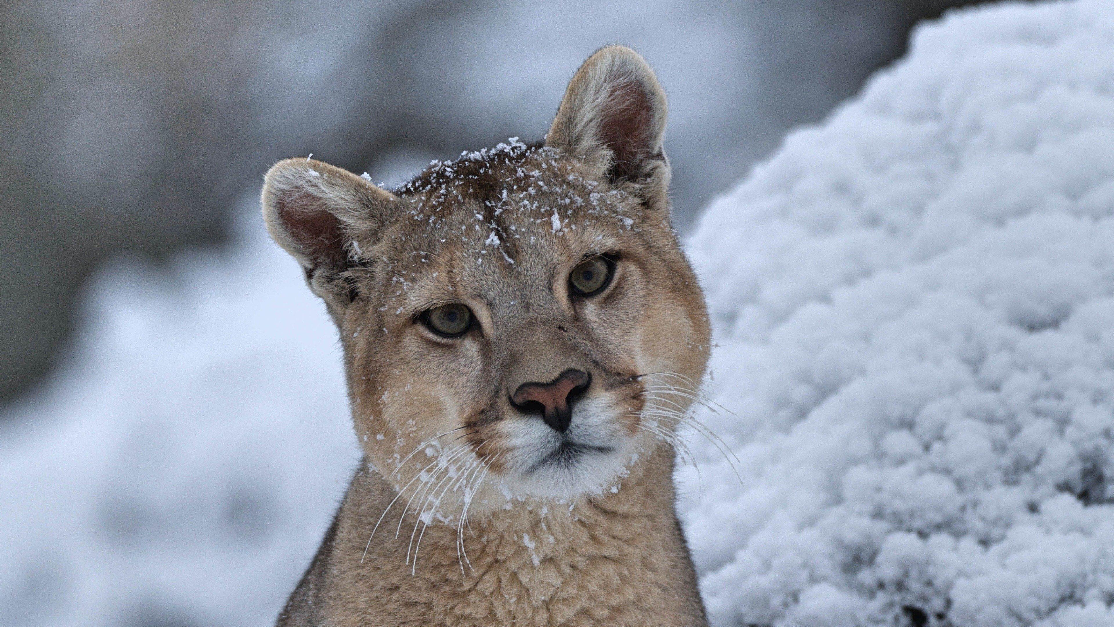 Planet Earth: Dynasties: Puma