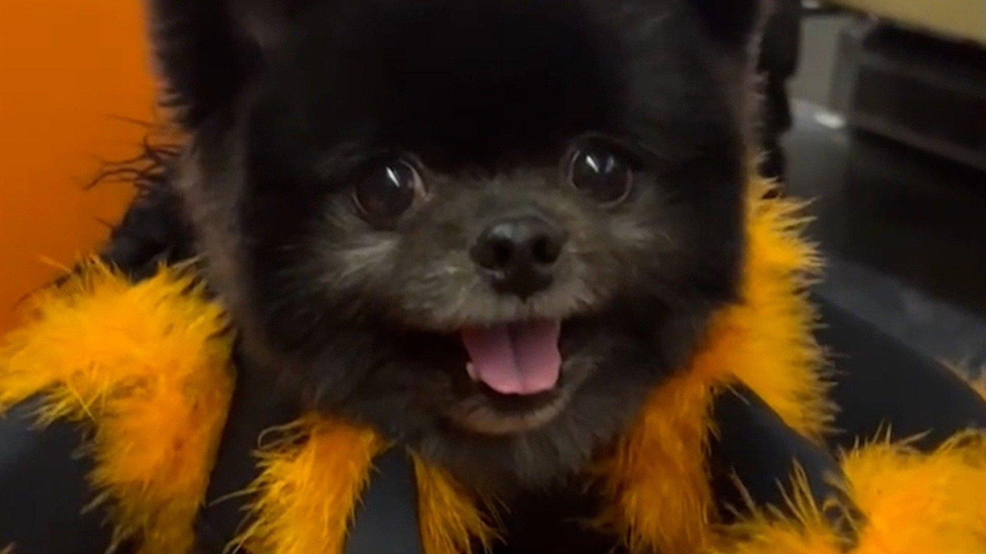 Best Pets of the Month