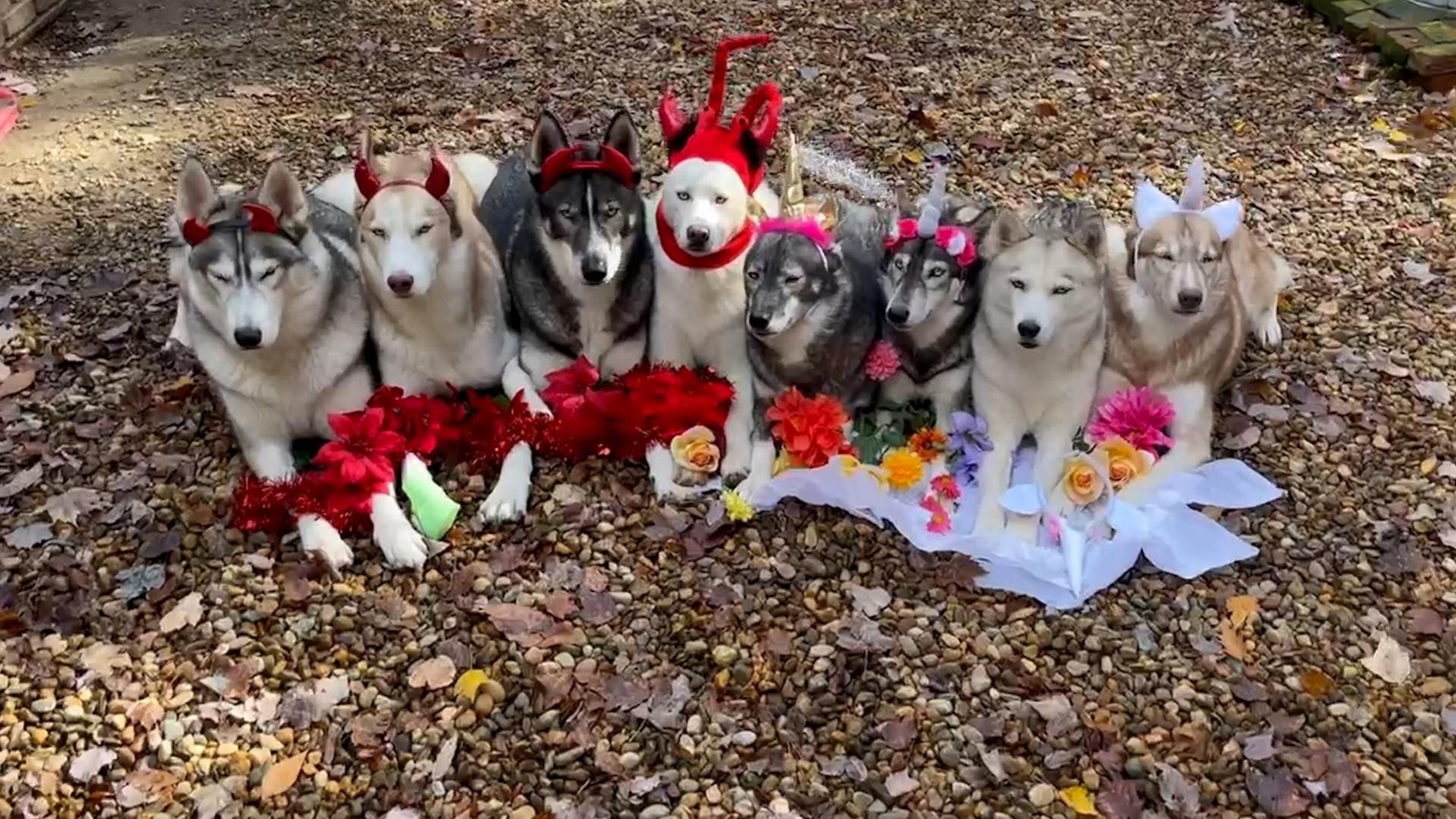 Best Pets of the Month