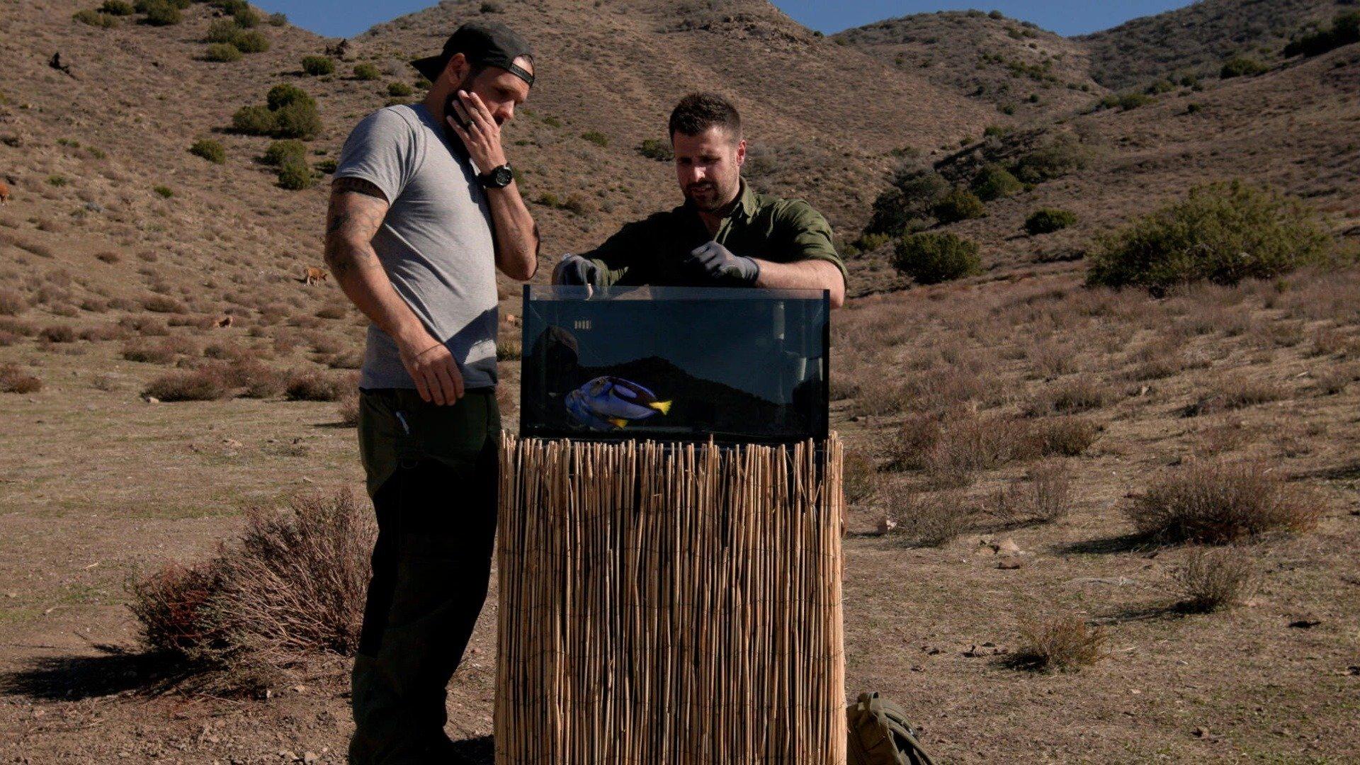 Kings of Pain: Aquarium Nightmares