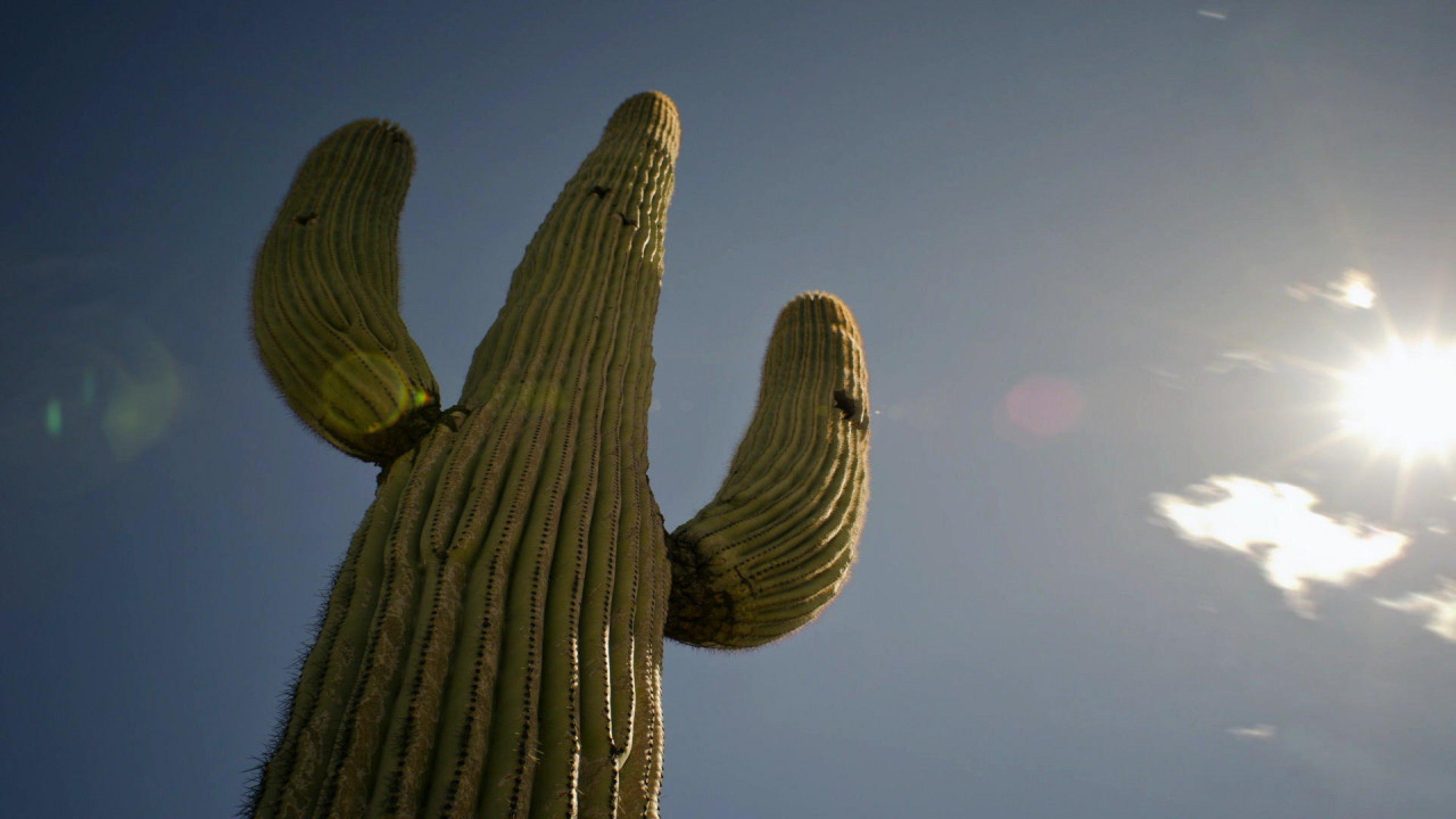 Power of Plants: Escaping Predators and the Elements