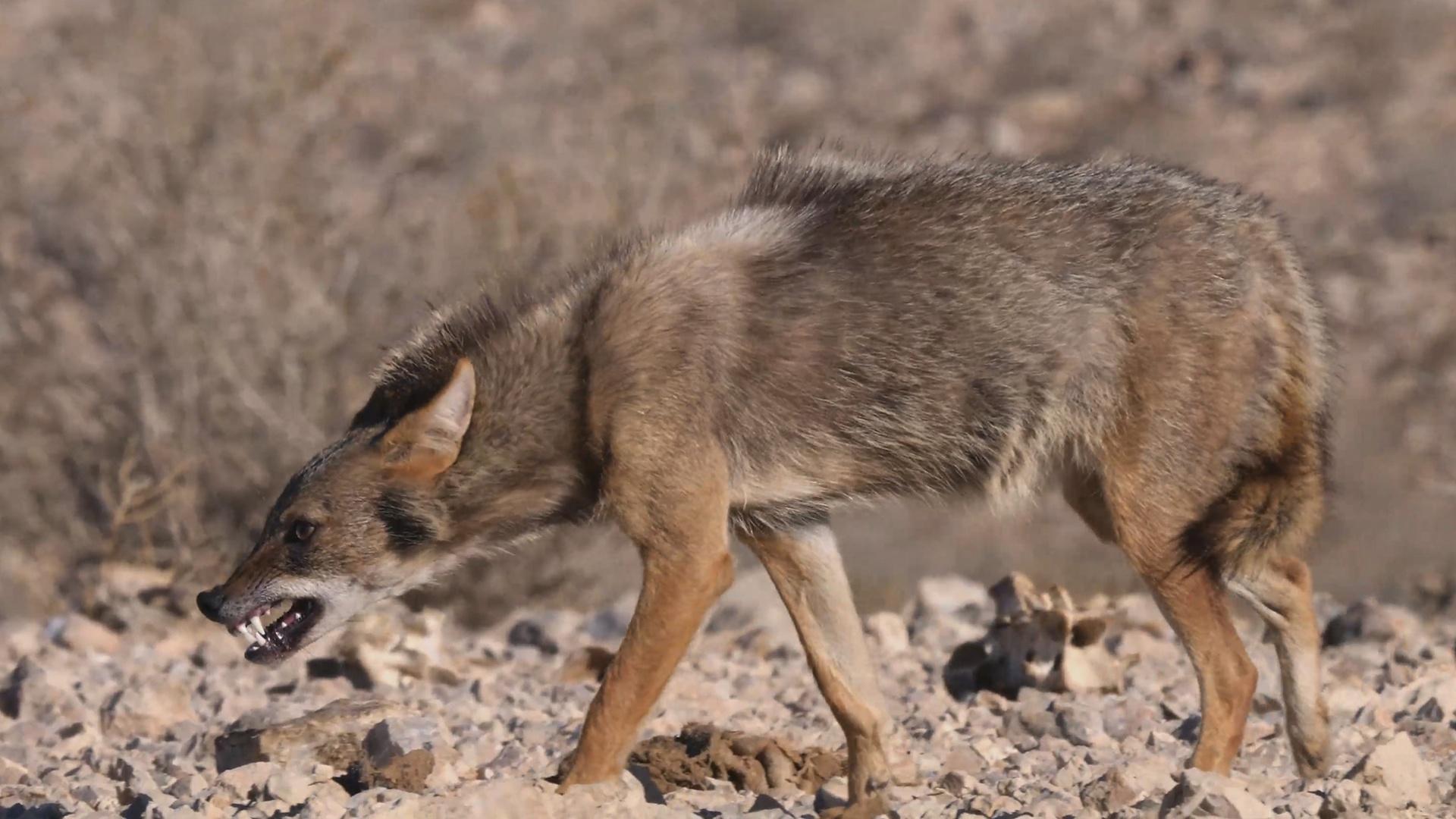 Wild Dogs: Running with the Pack: Sometimes You Feel Like a Nut