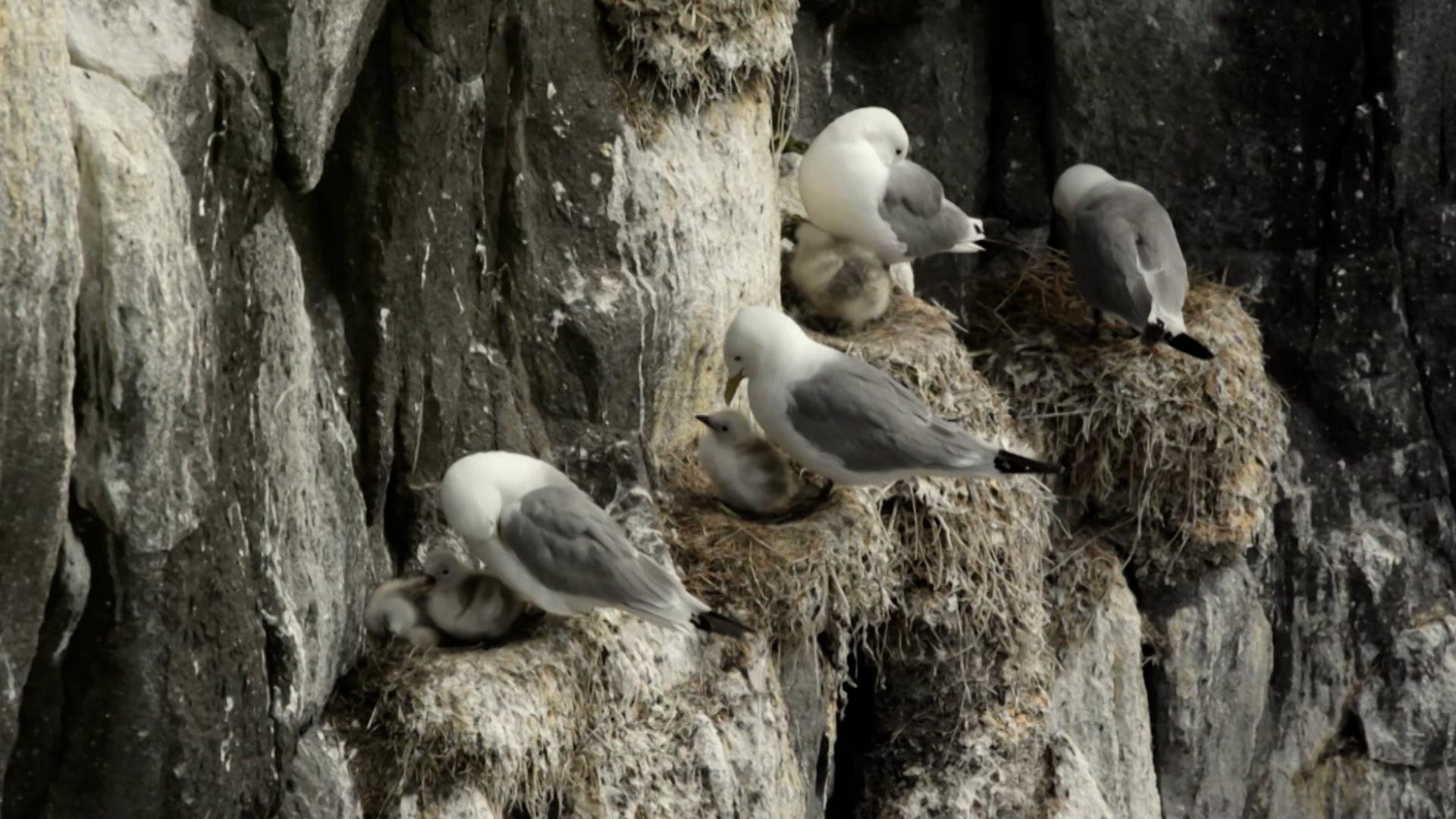 Watch oh baby!: S2E24 - Nature's Newborns on Philo (Free Trial)