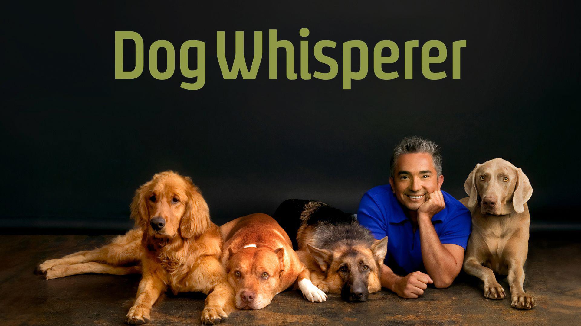 Watch Dog Whisperer Streaming Online on Philo for Free