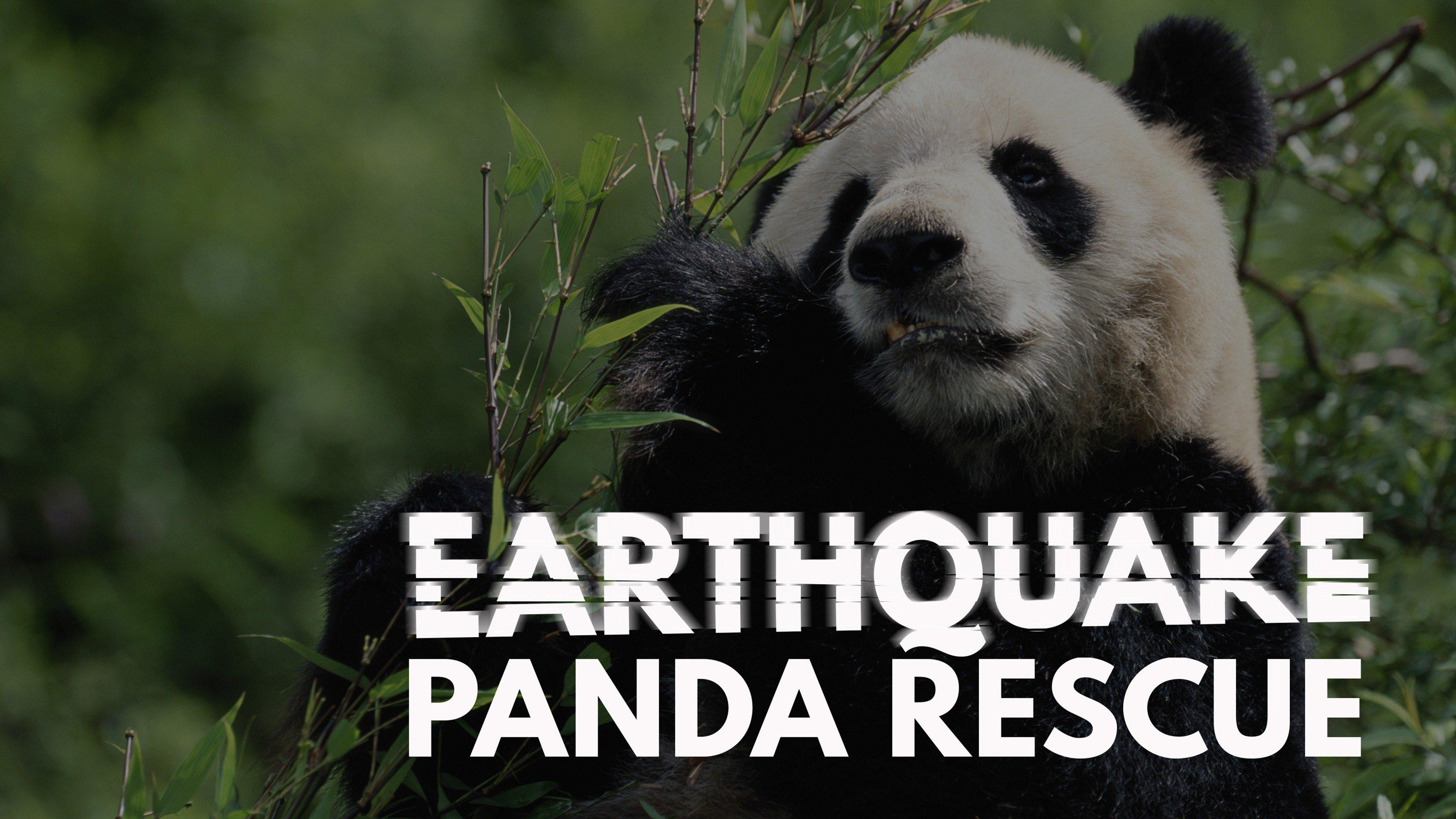Watch Earthquake: Panda Rescue Streaming Online on Philo (Free Trial)