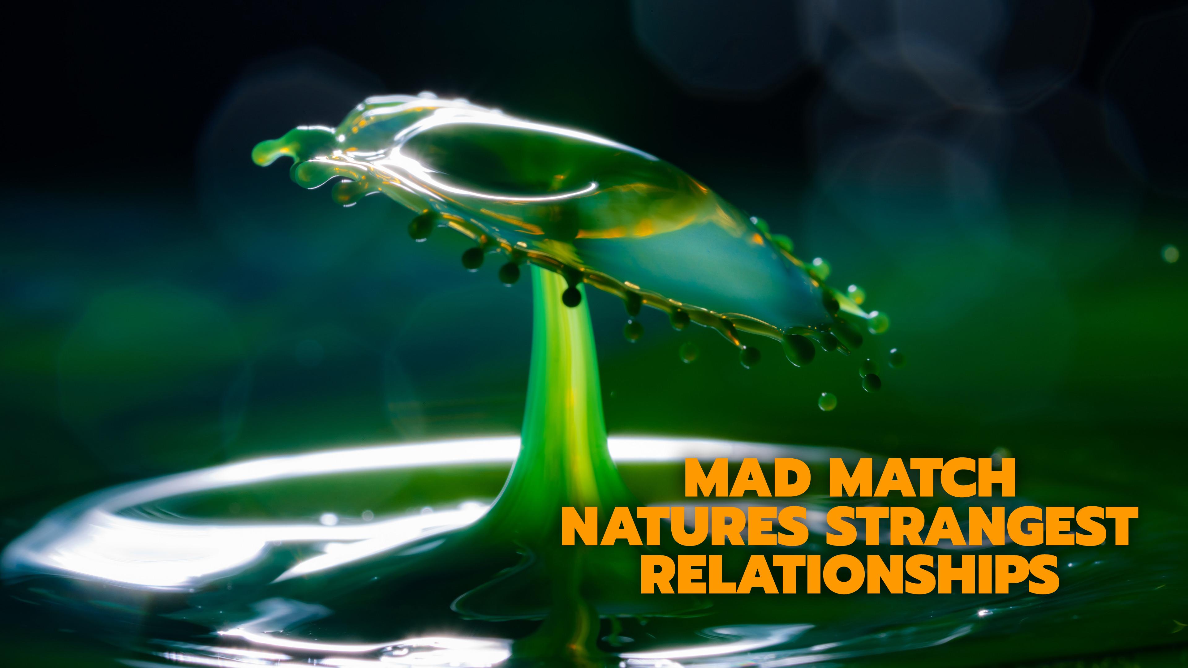 Watch Mad Match Natures Strangest Relationships Streaming Online on Philo (Free Trial)